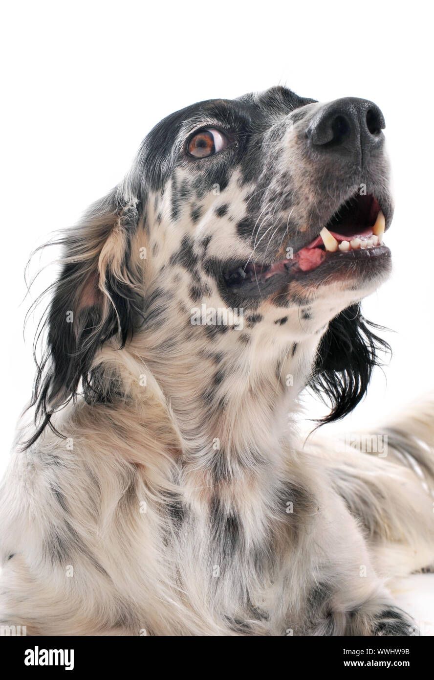 cute purebred english setter laid down in front of a white background ...