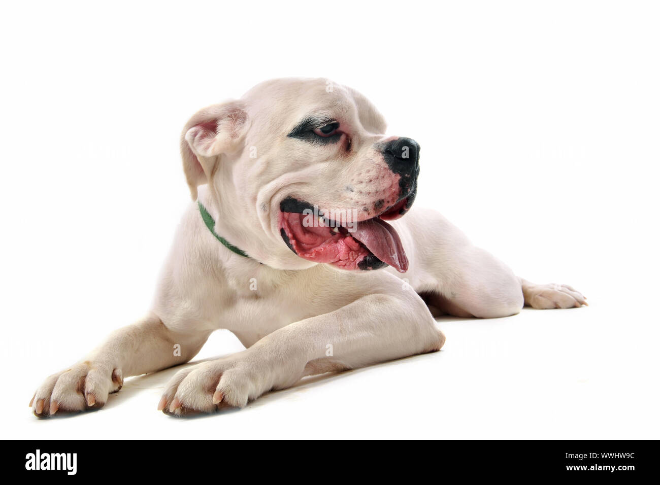 purebred white bower lying down in front of a white background Stock ...