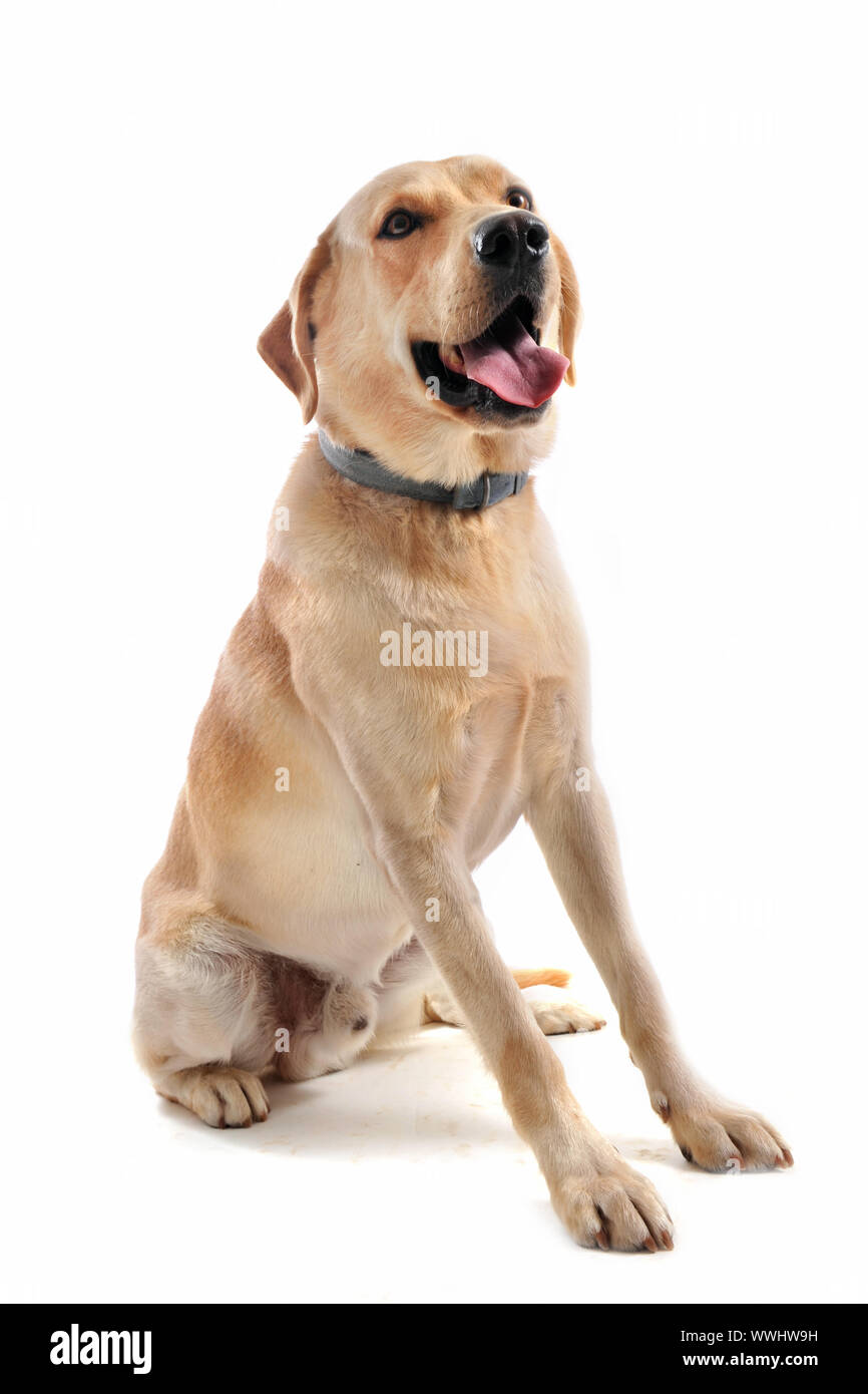 purebred labrador retriever in front of a white background Stock Photo ...