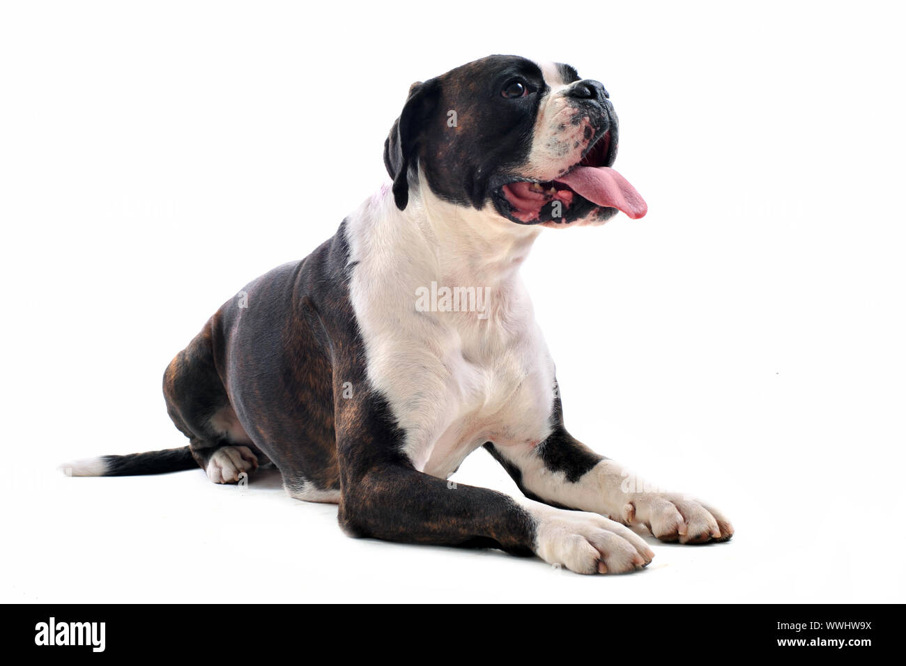 purebred brown bower lying down in front of a white background Stock ...