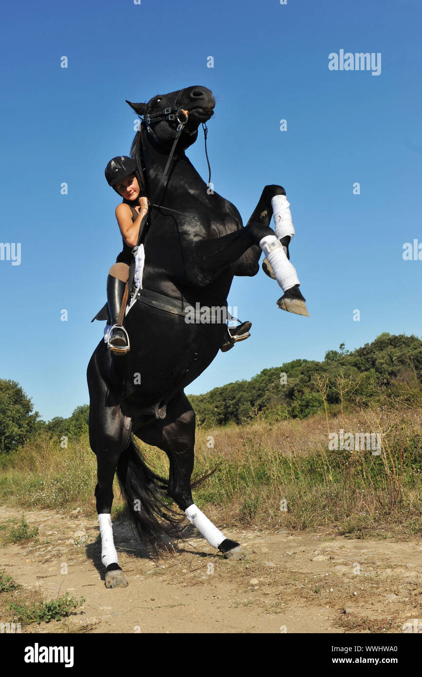 Black Stallion Horse Rearing