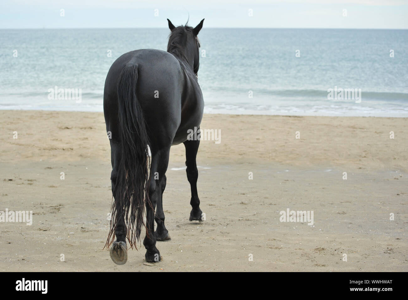 back of black stallion on the beach Stock Photo - Alamy