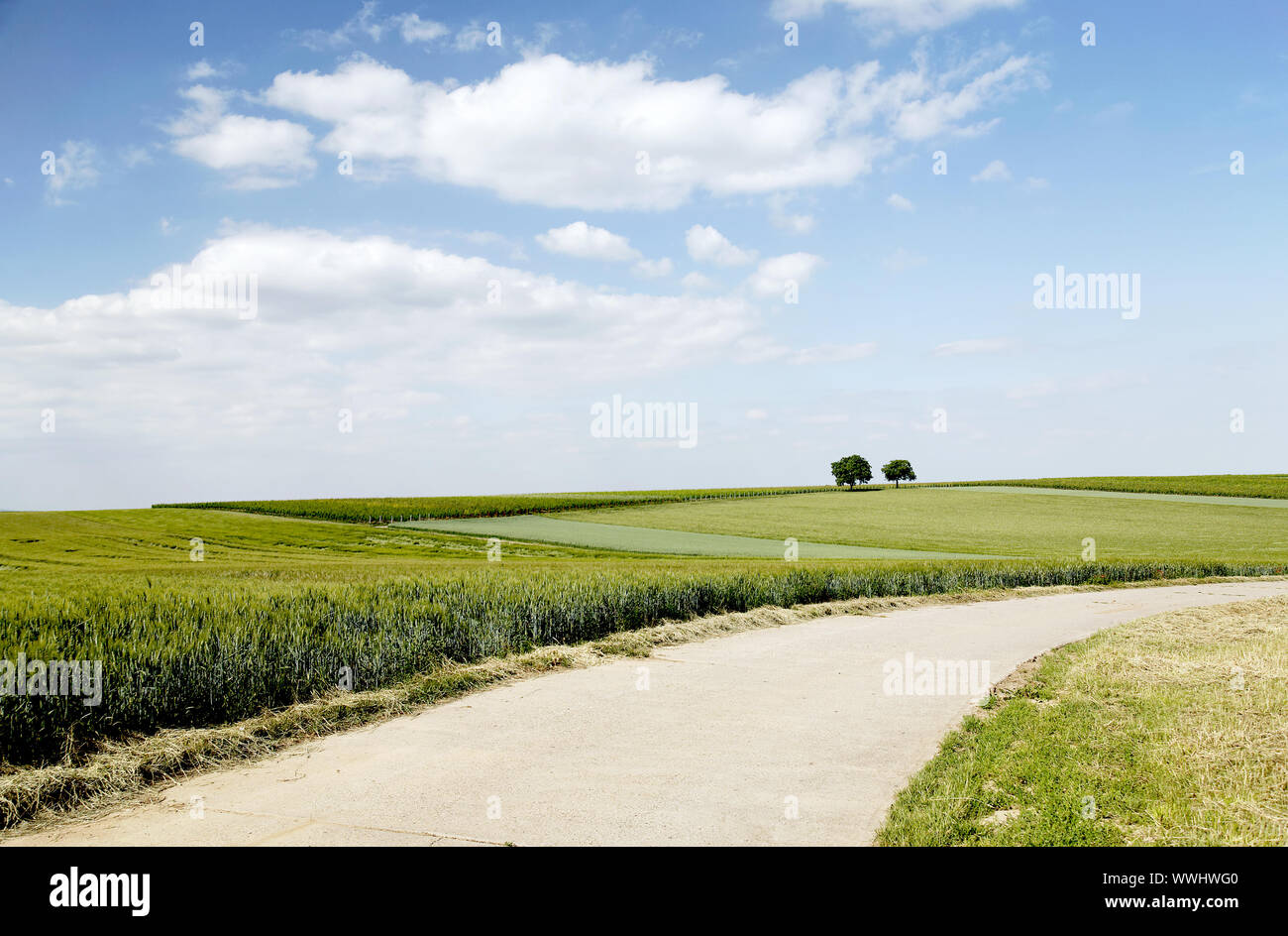 Pair trees hi-res stock photography and images - Alamy