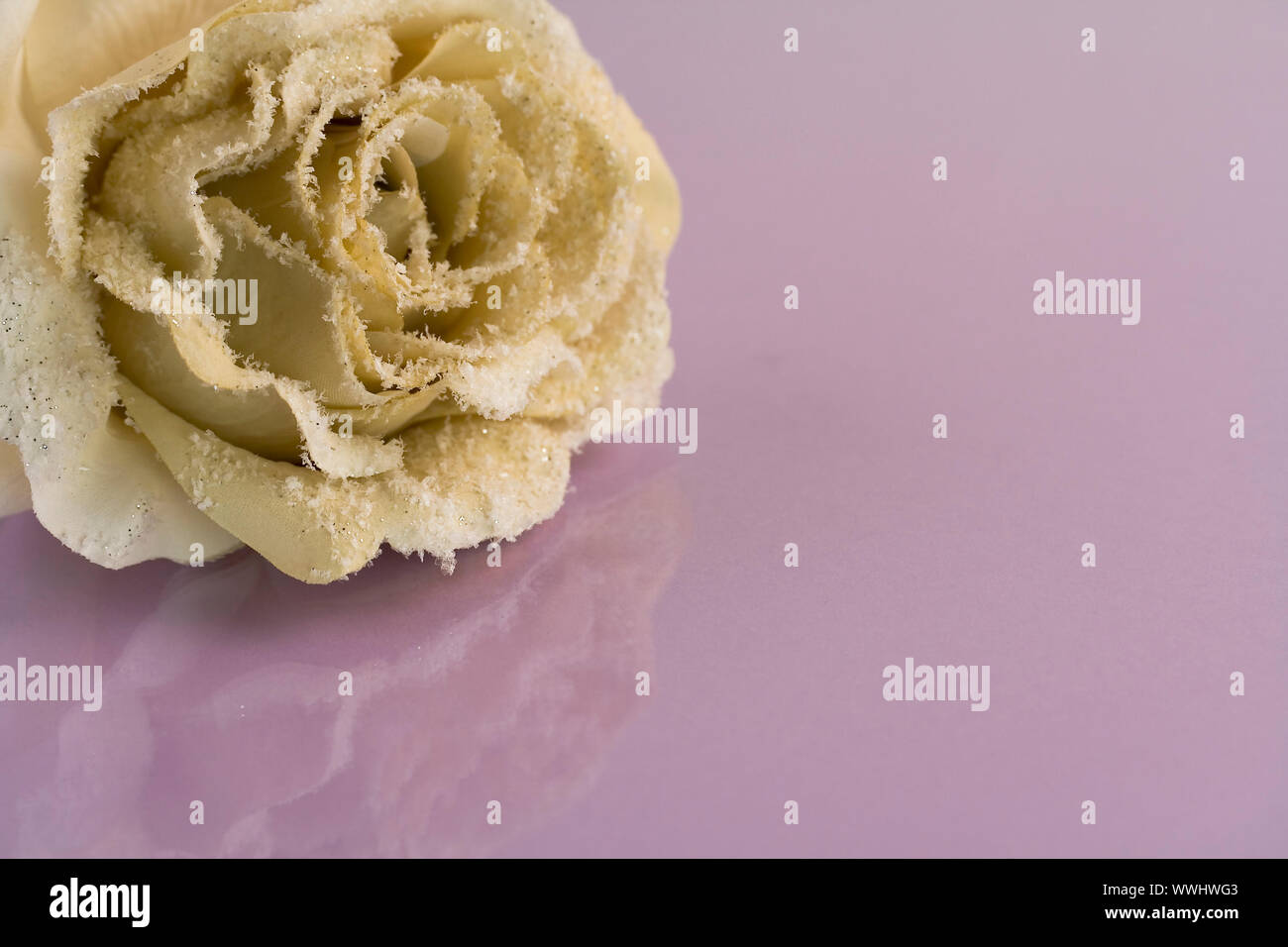 Frosted violet flower hi-res stock photography and images - Alamy