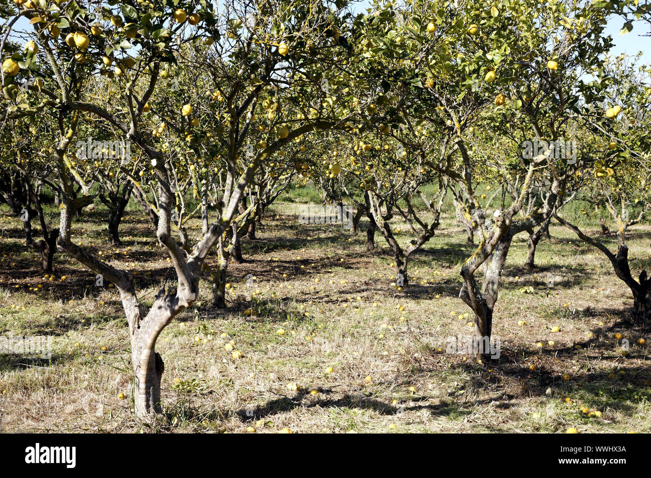 Lemon plantation hi-res stock photography and images - Alamy