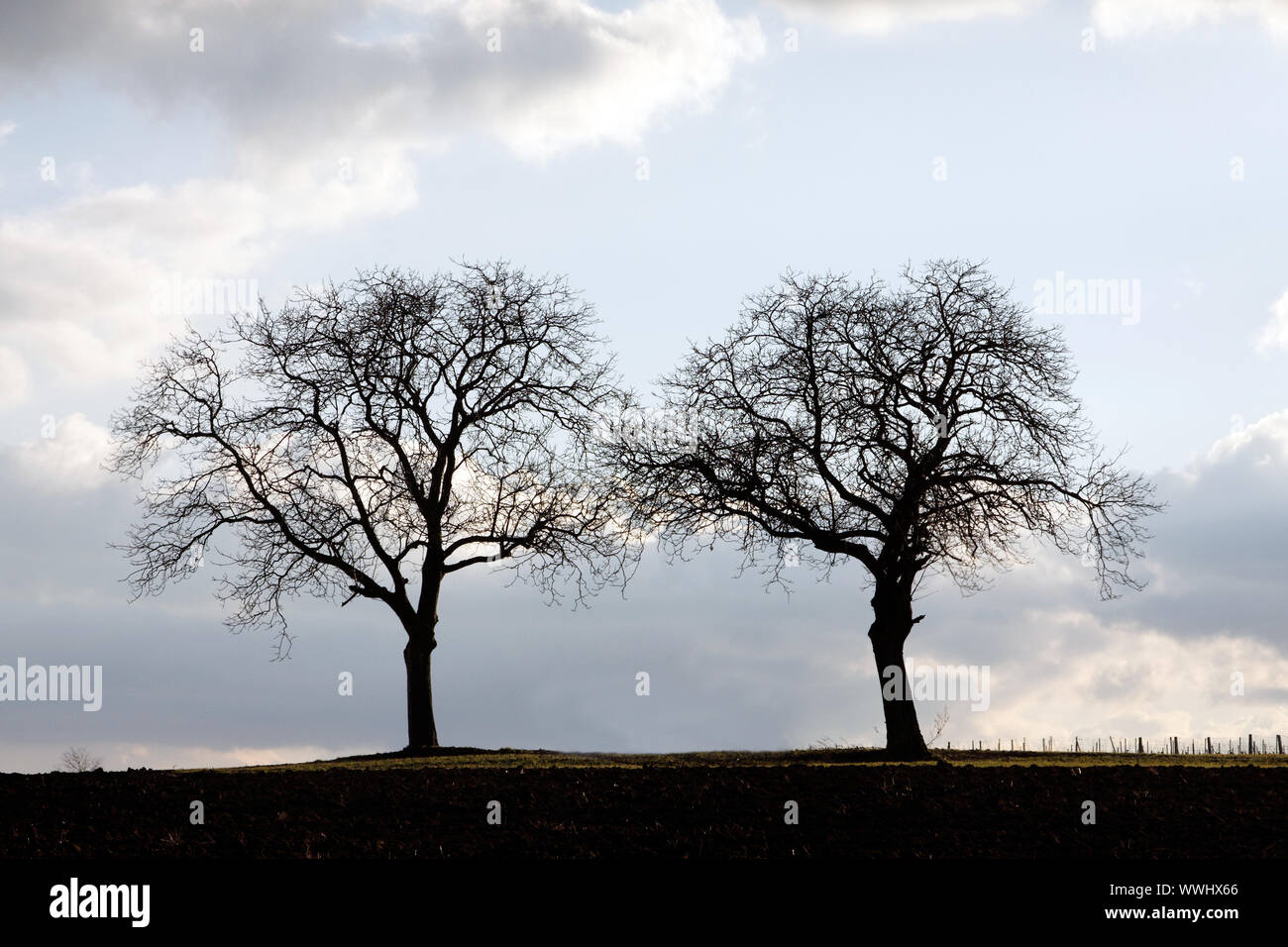 Trees pair hi-res stock photography and images - Alamy