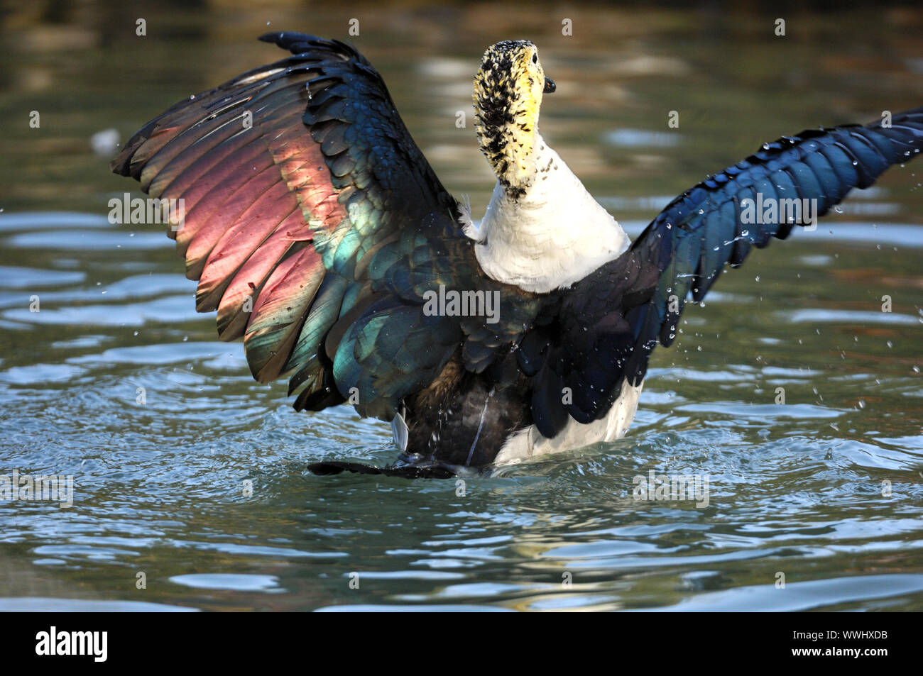 Flapping Glossy Duck Stock Photo - Alamy
