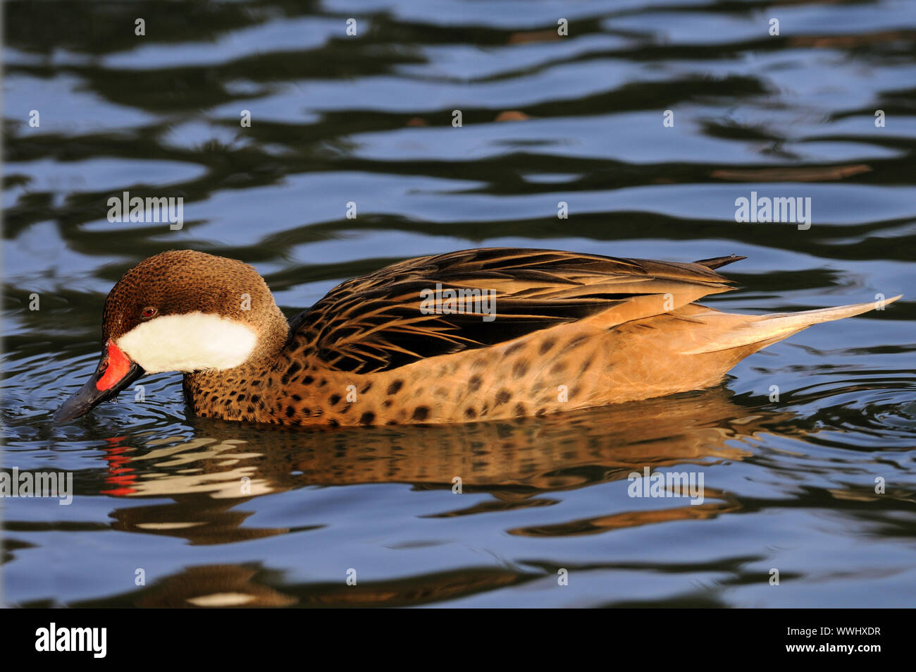 Drake of the Bahama Duck Stock Photo - Alamy