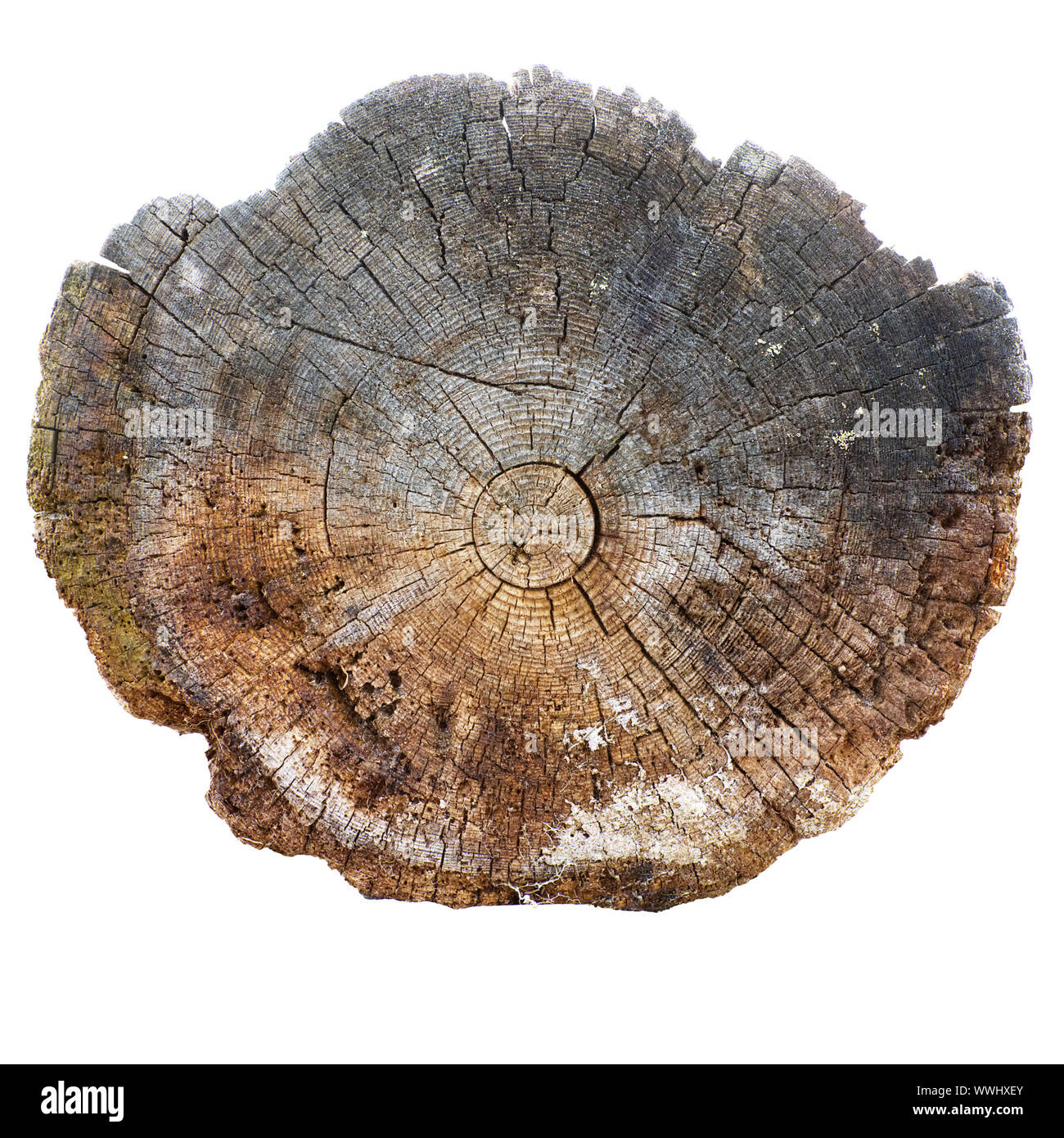 Cutting up a log Cut Out Stock Images & Pictures - Alamy