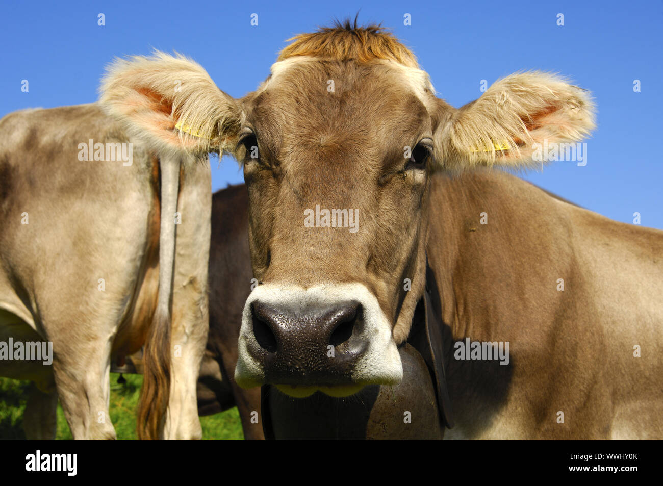 Hornless swiss cattle hi-res stock photography and images - Alamy