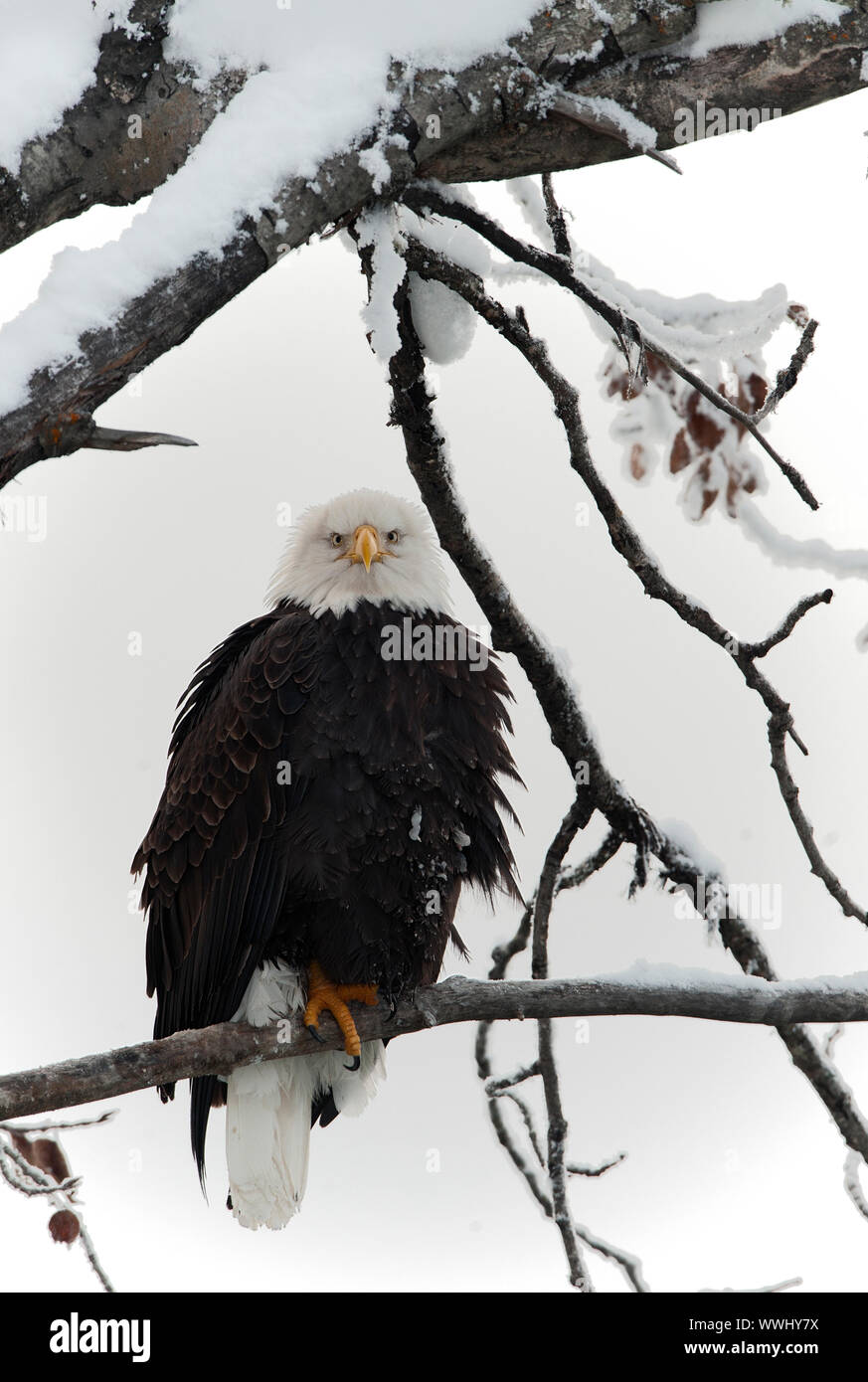 White tailed eagle sitting on a tree hi-res stock photography and ...