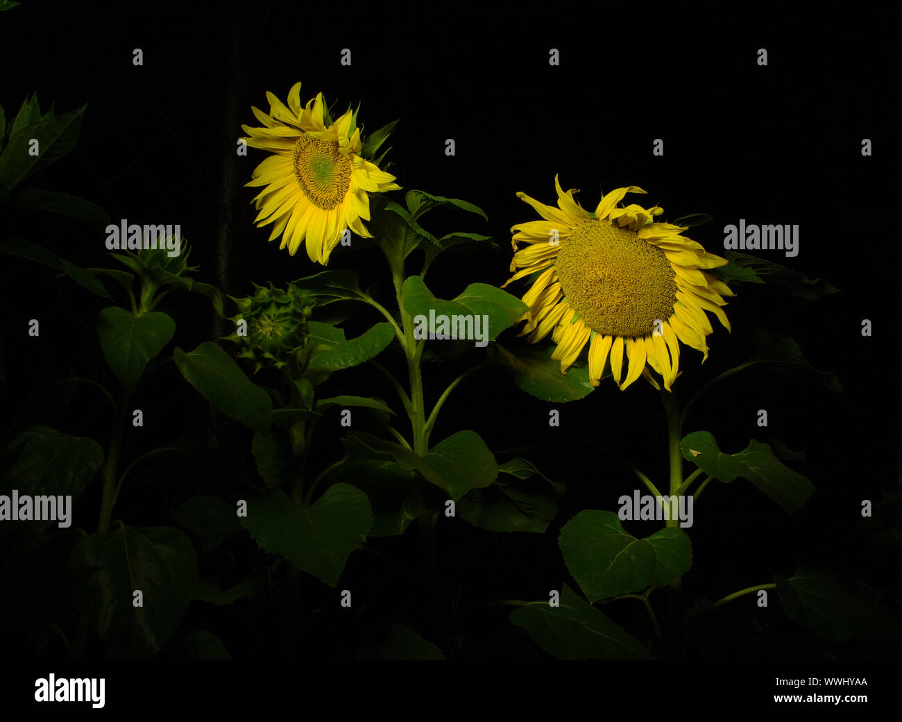 Sunflowers photographed at the night Stock Photo - Alamy