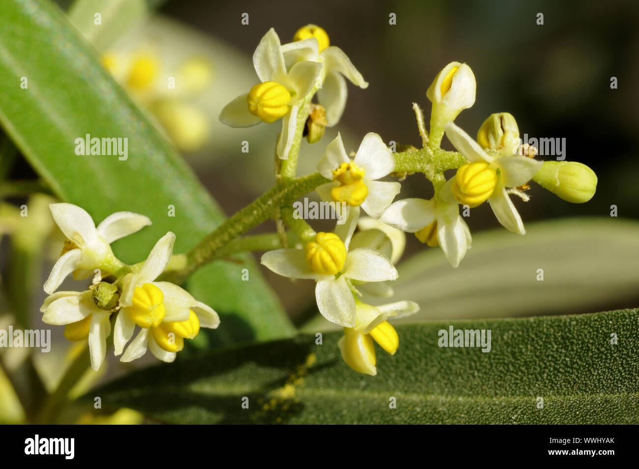 panicles of an olive tree Stock Photo - Alamy