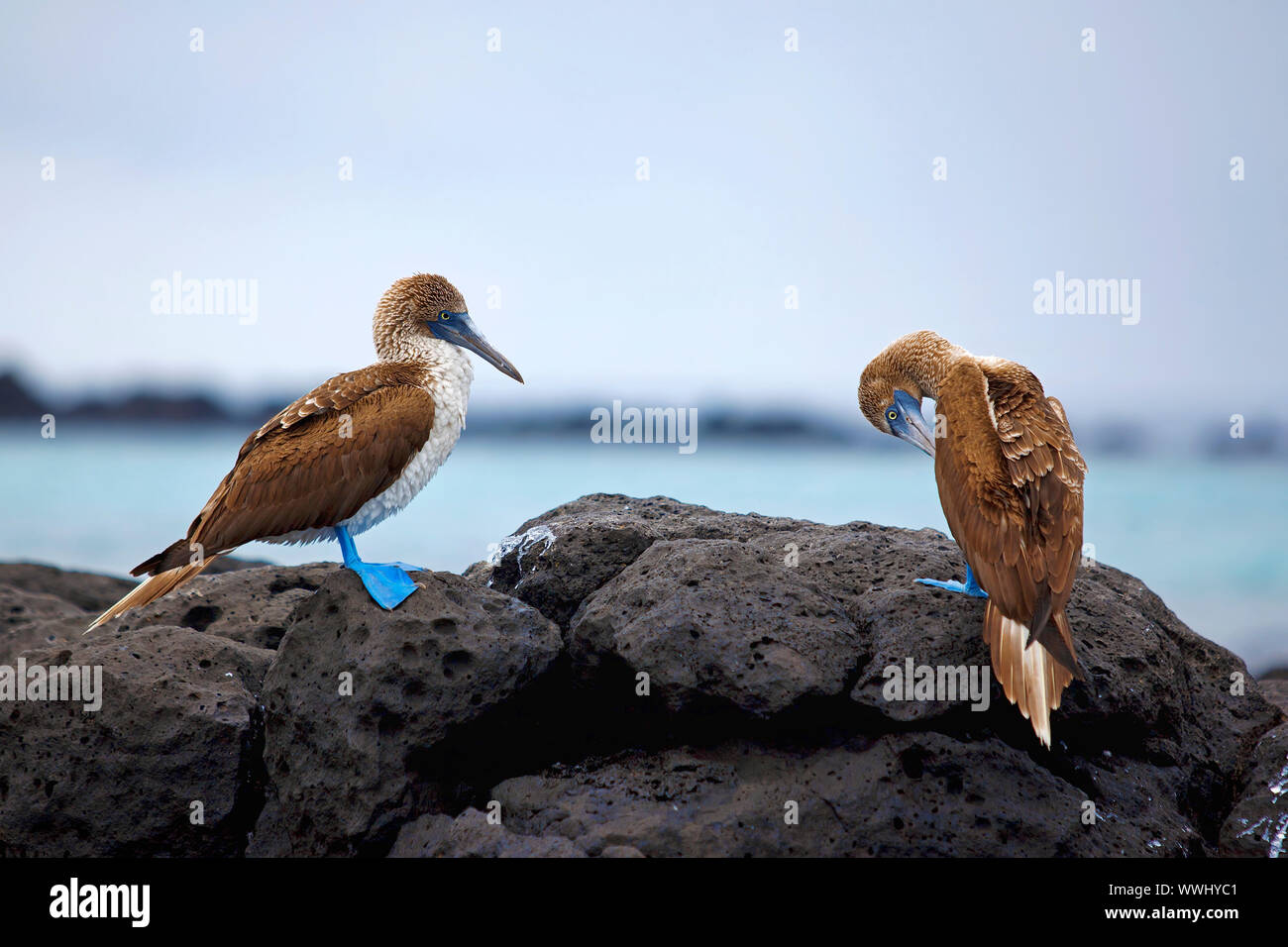 Blue footed boobies Stock Photo - Alamy
