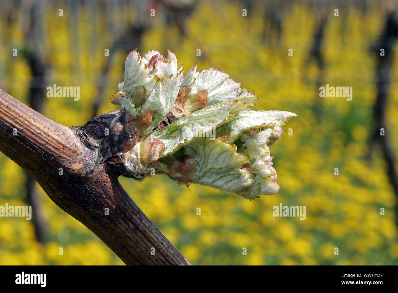Vine bud hi-res stock photography and images - Alamy