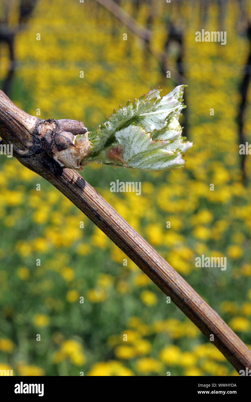 Vine bud hi-res stock photography and images - Alamy