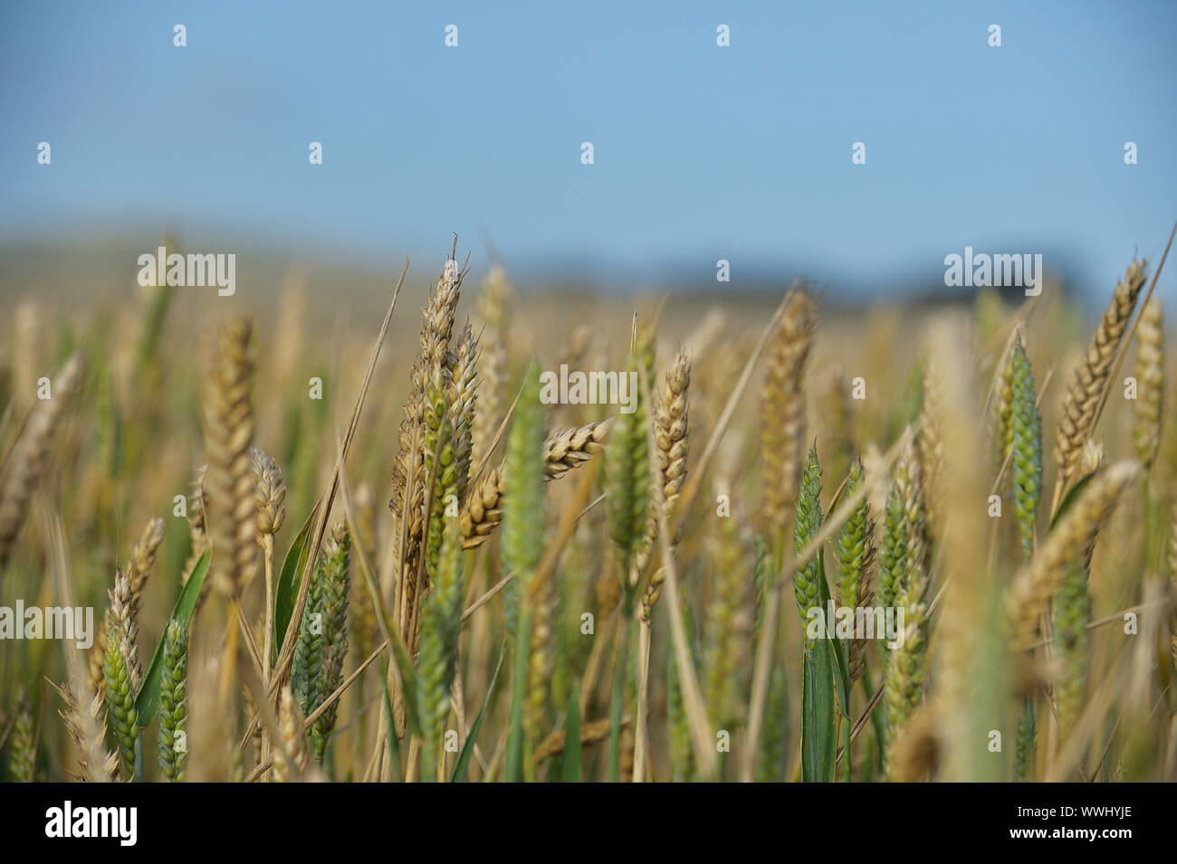Wheat fields in Fife, Scotland Stock Photo - Alamy