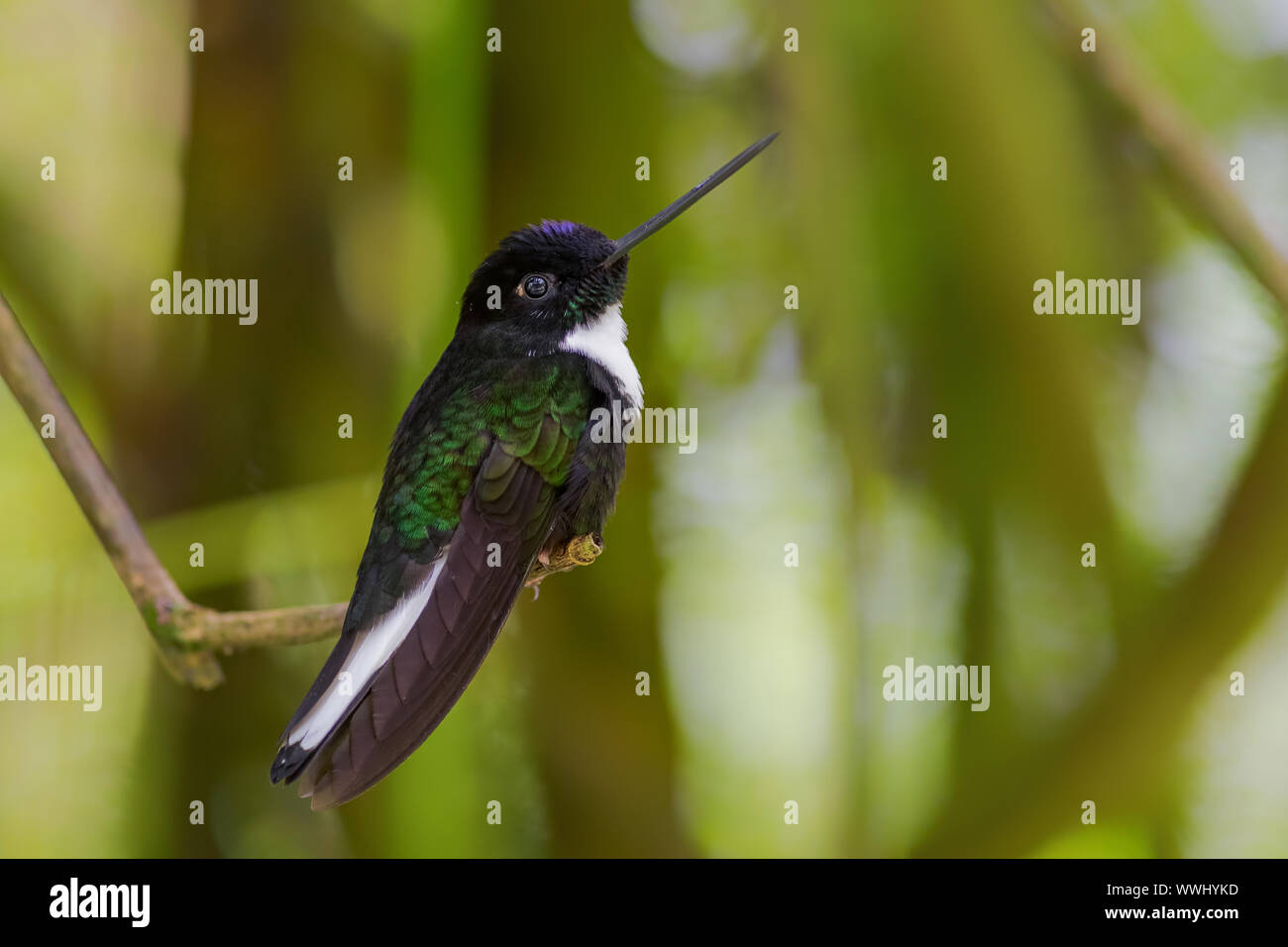 Black inca hi-res stock photography and images - Alamy