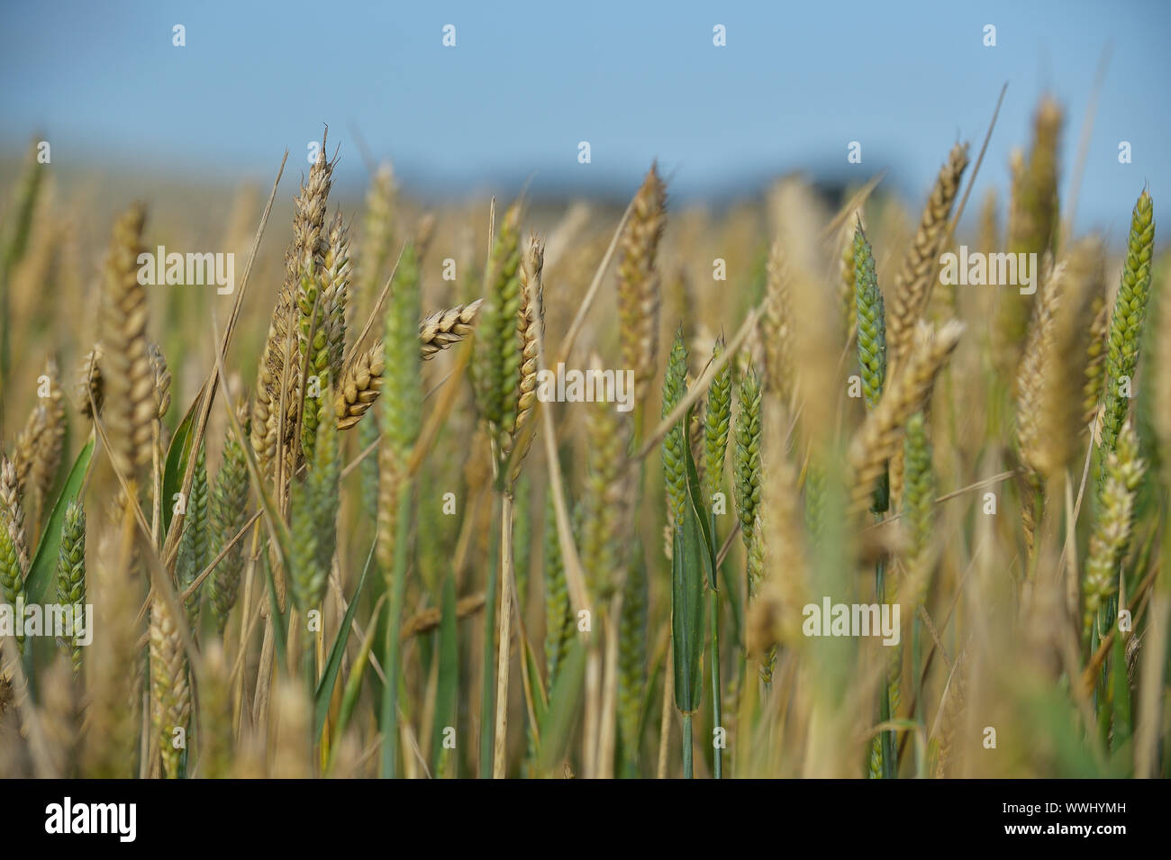 Wheat fields in Fife, Scotland Stock Photo - Alamy