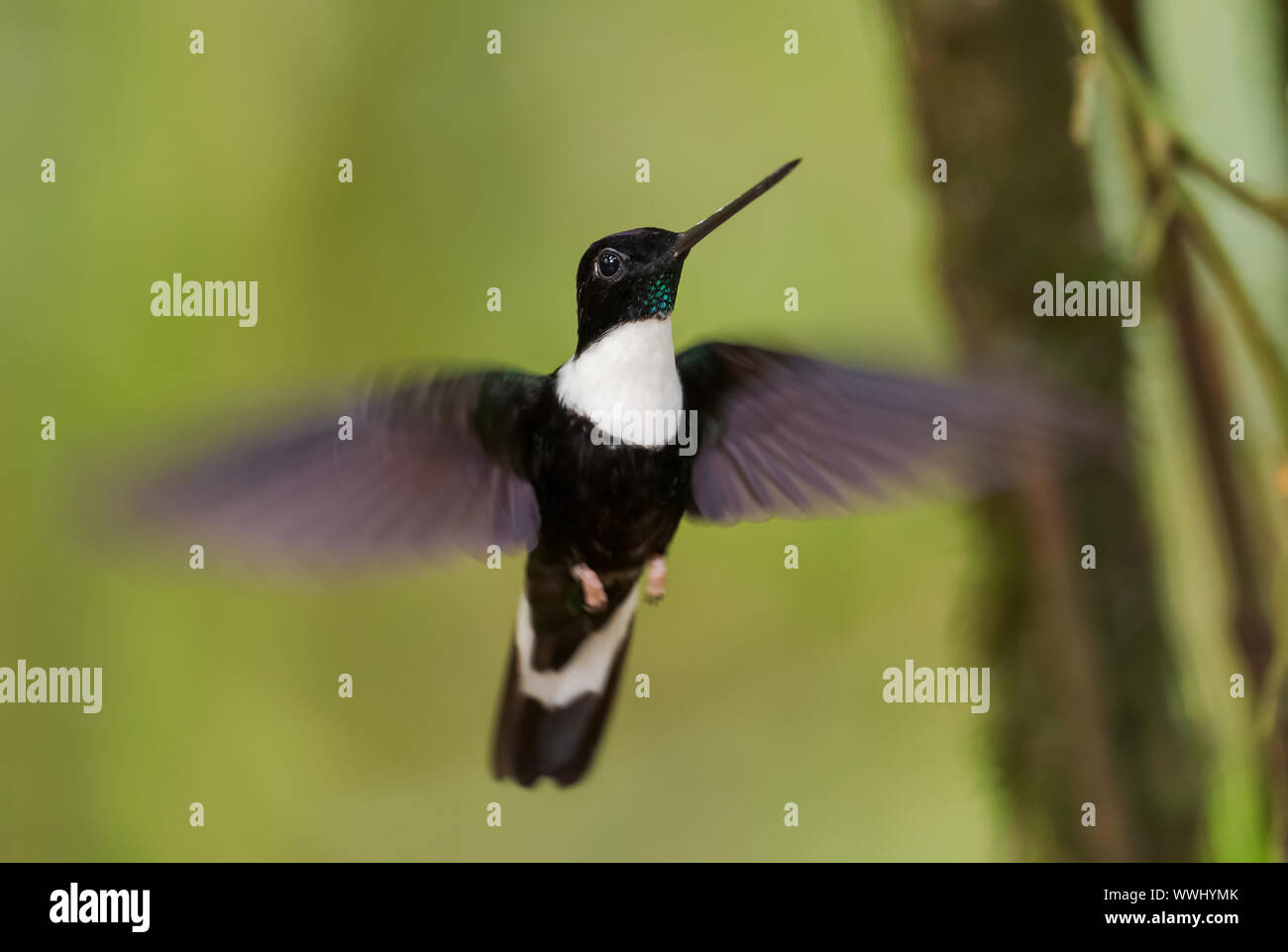Black Inca Hummingbird