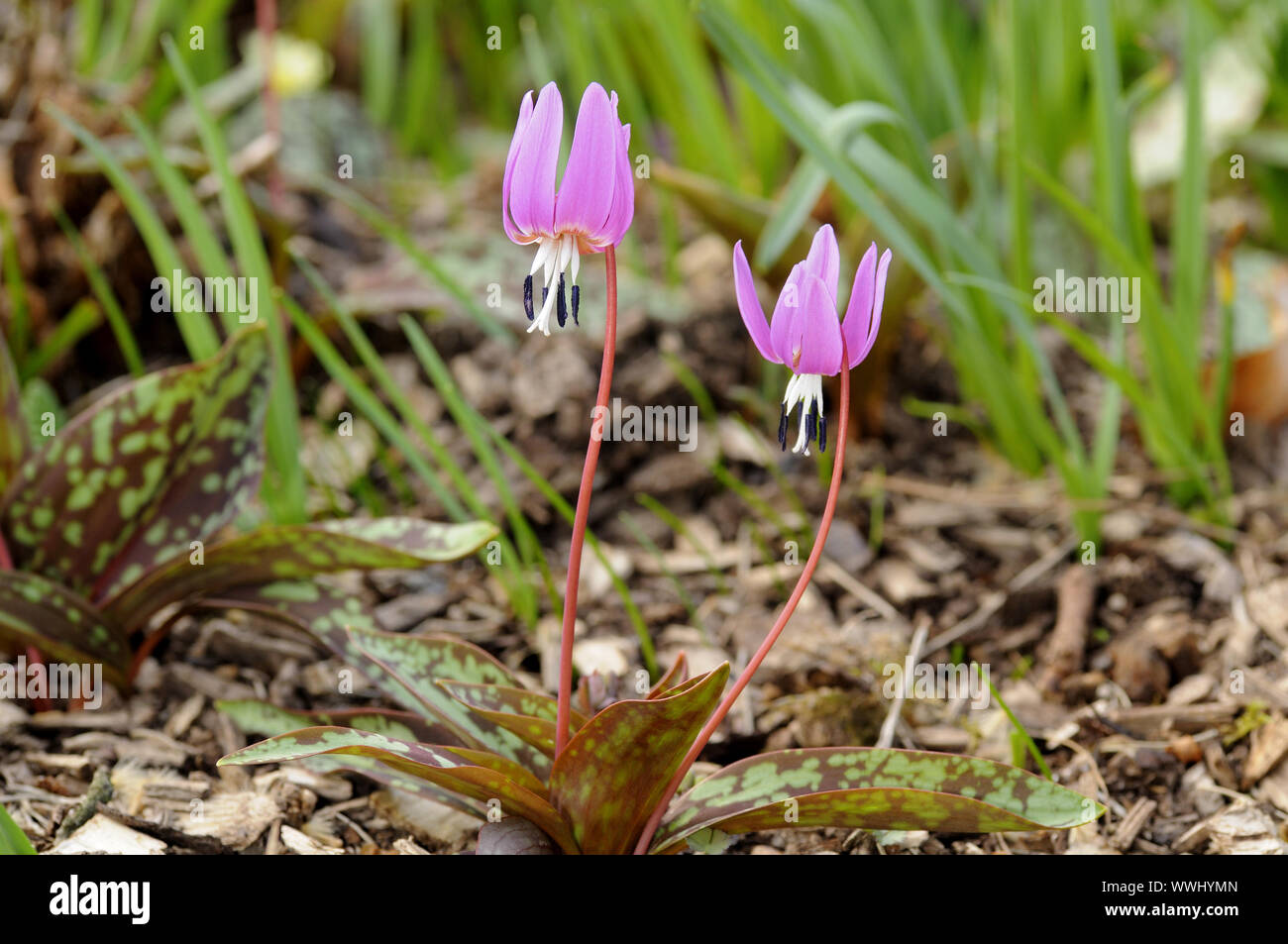 Dog Tooth Lily Stock Photo - Alamy