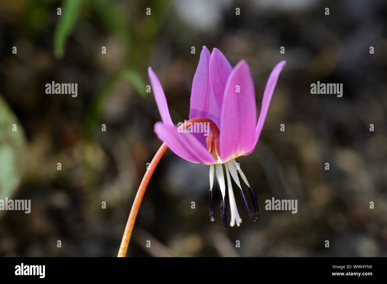 Dog Tooth Lily Stock Photo - Alamy