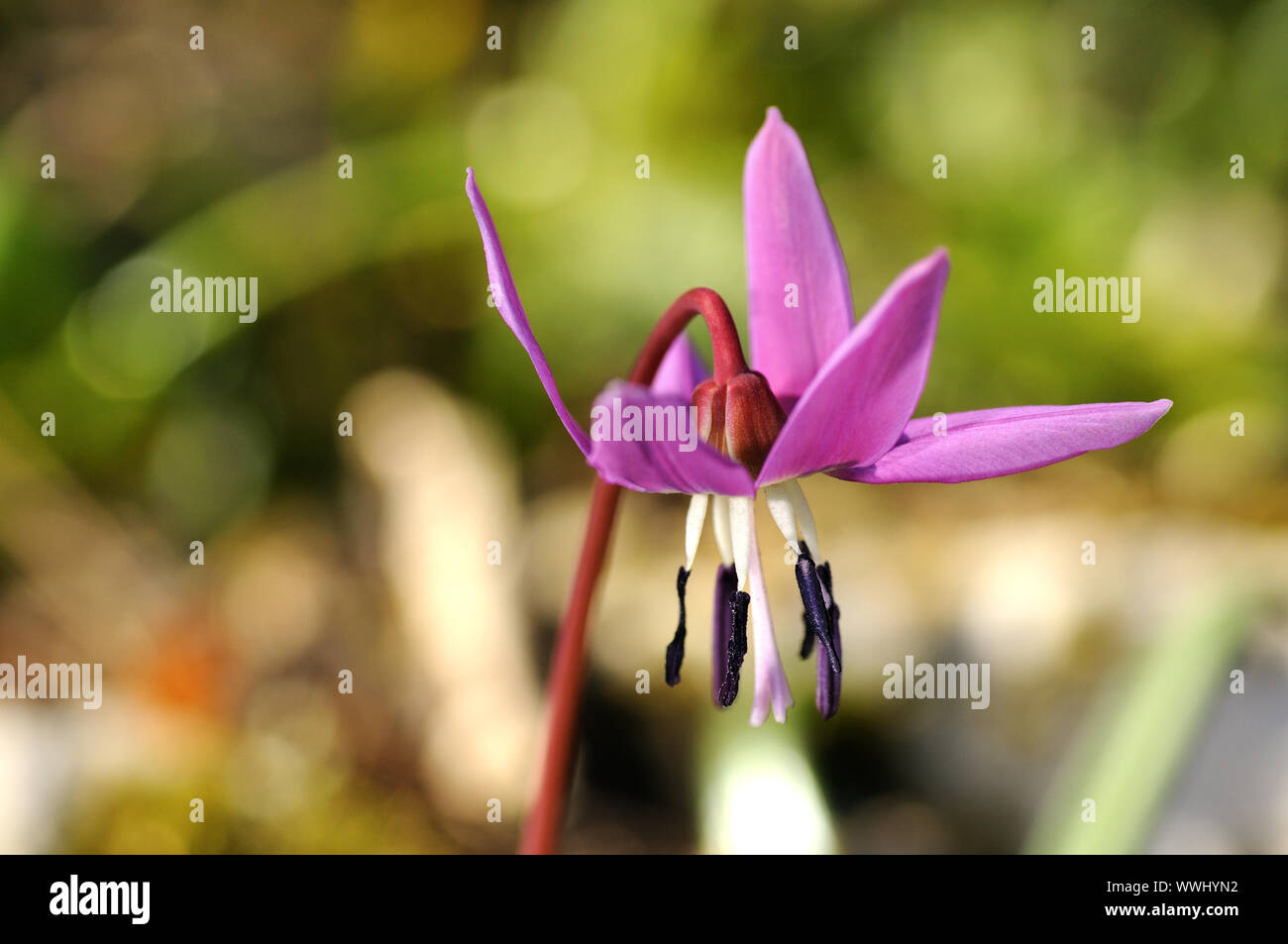 Dog Tooth Lily Stock Photo - Alamy