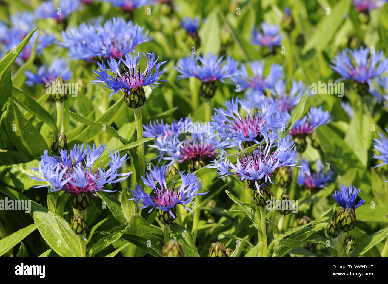 mountain flake flower Stock Photo - Alamy