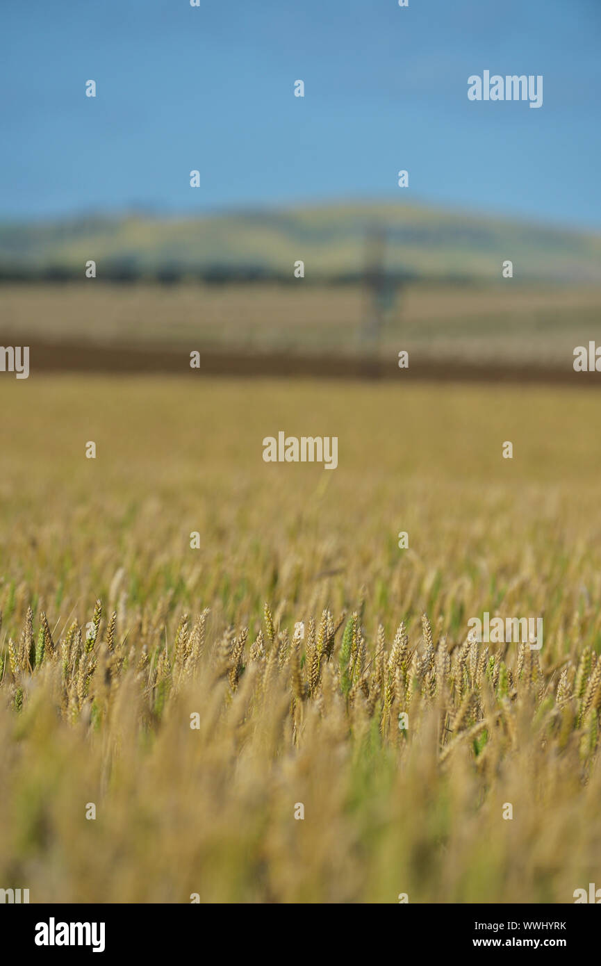 Wheat fields in Fife, Scotland Stock Photo - Alamy