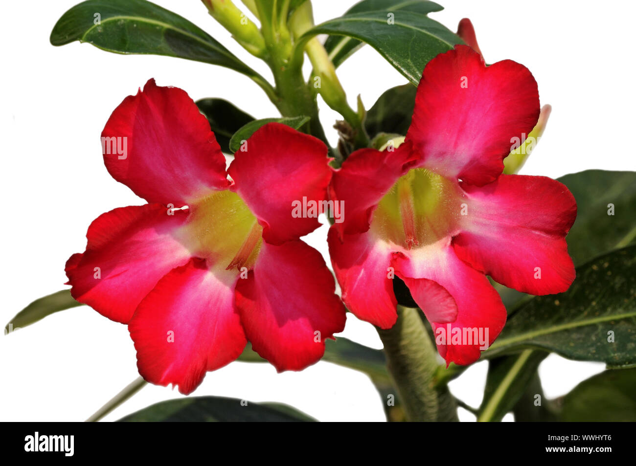 Desert Rose Plant High Resolution Stock Photography and Images - Alamy