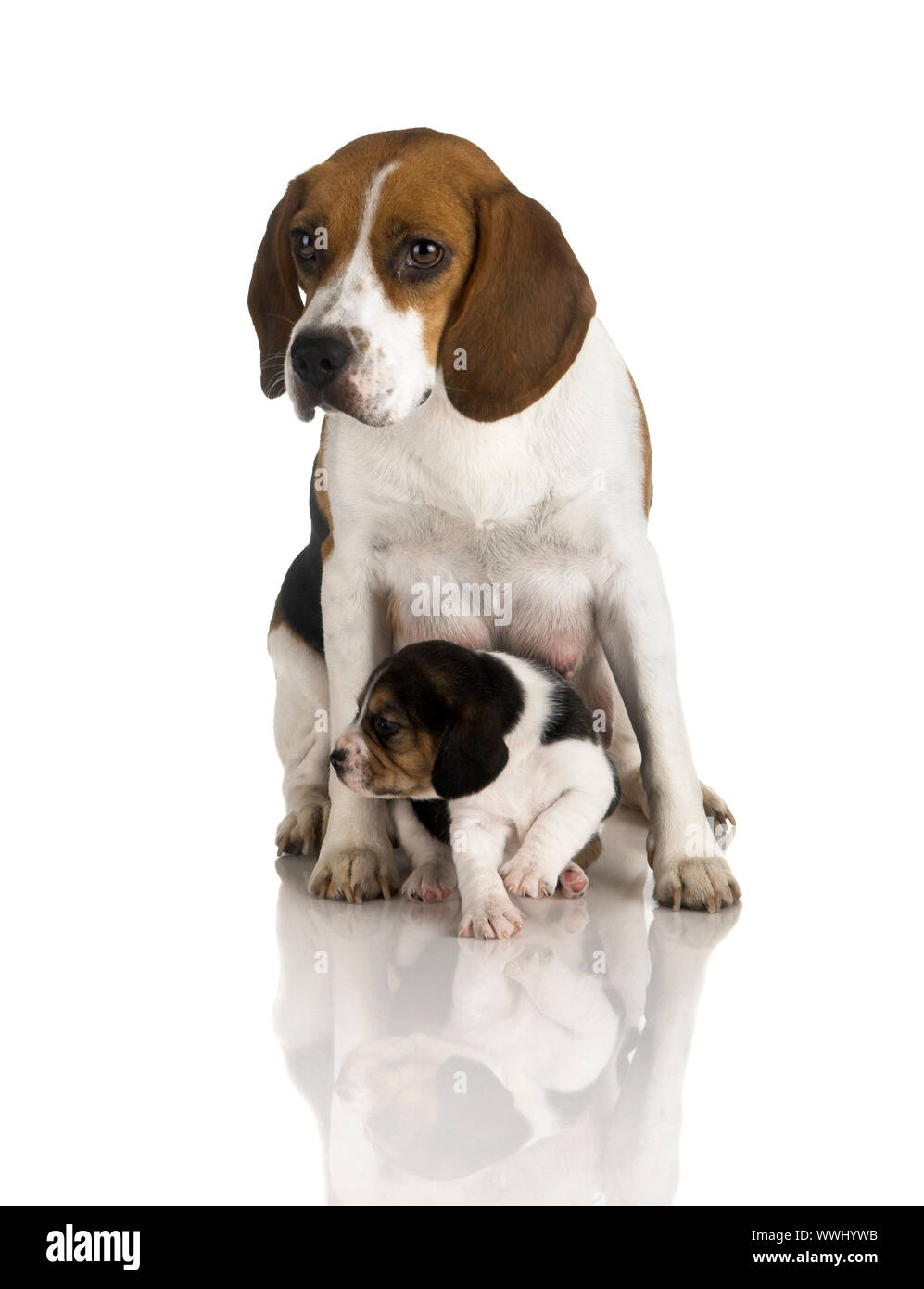 Picture of a Beagle mom protecting is son Stock Photo - Alamy