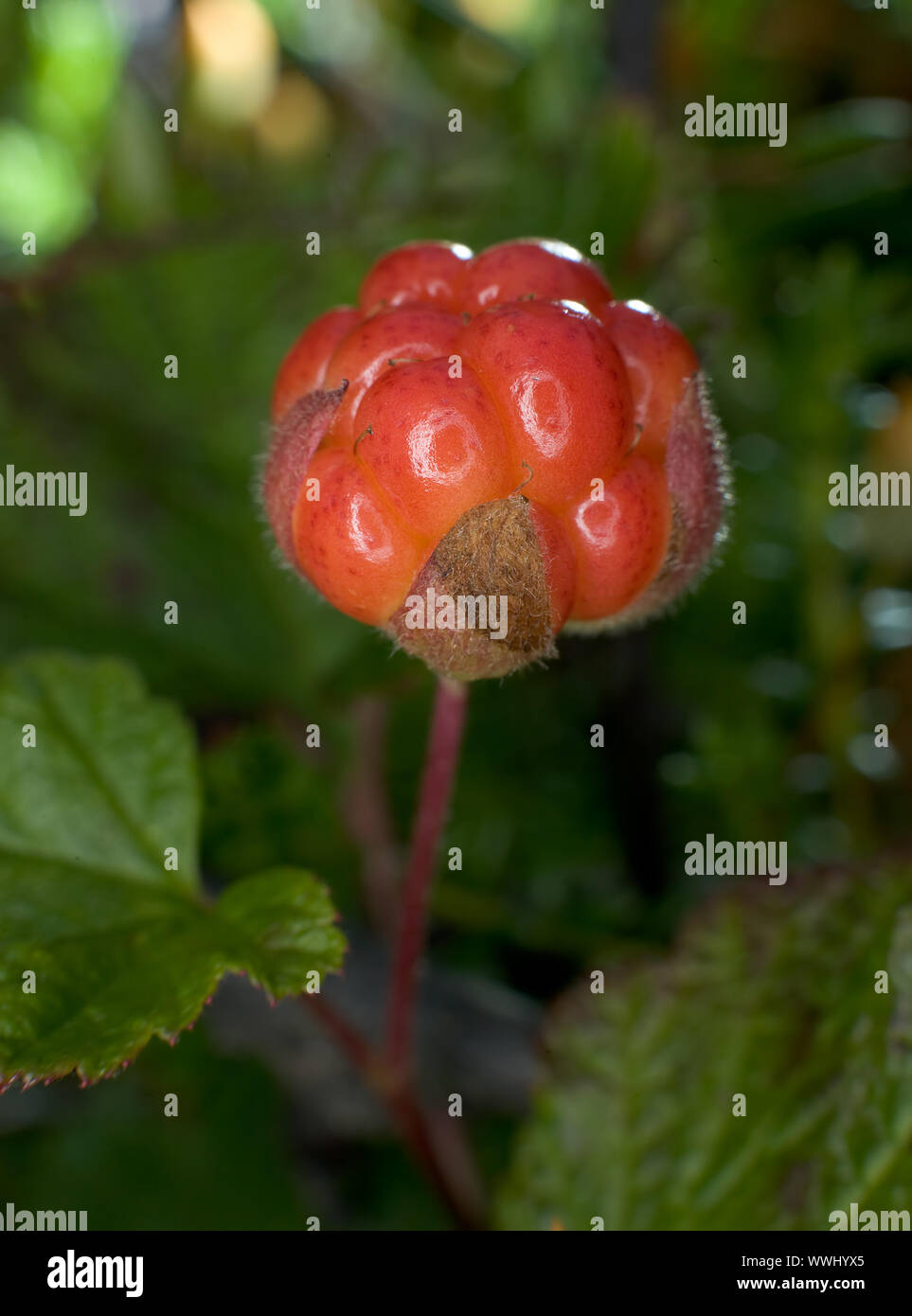 Cloudberries plant hi-res stock photography and images - Alamy