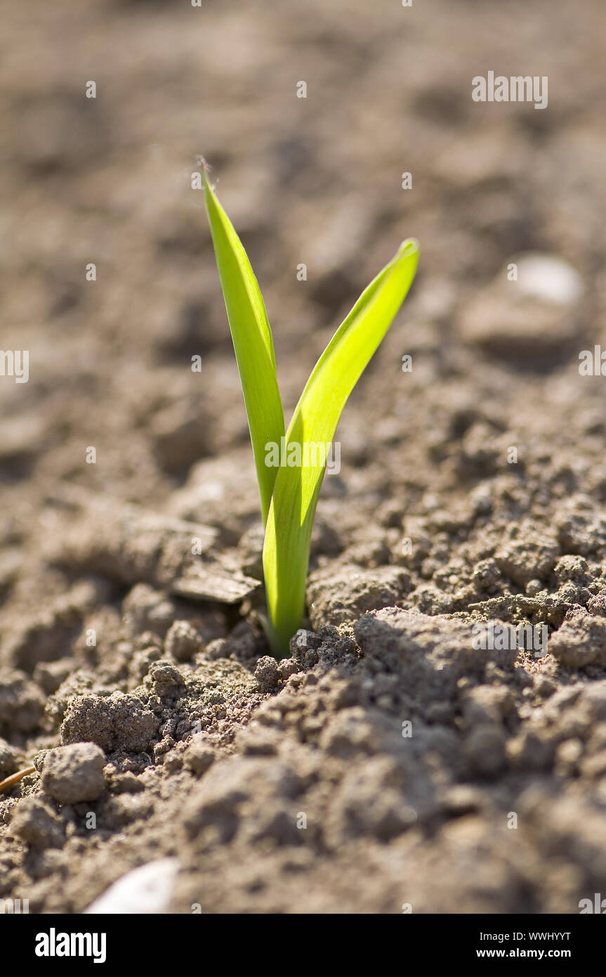 Backlit corn plants Stock Photo - Alamy