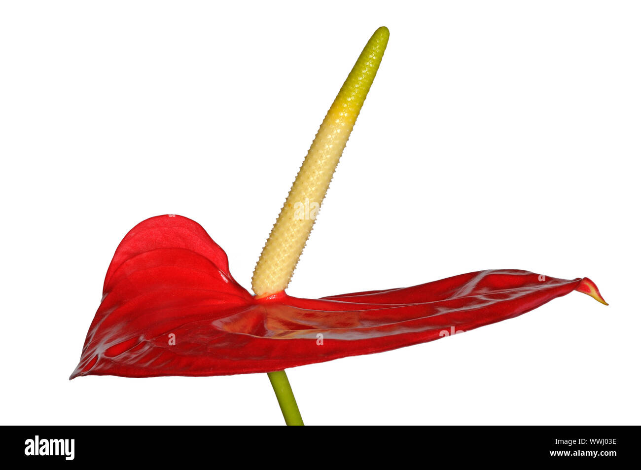 Large flowering varieties hi-res stock photography and images - Alamy