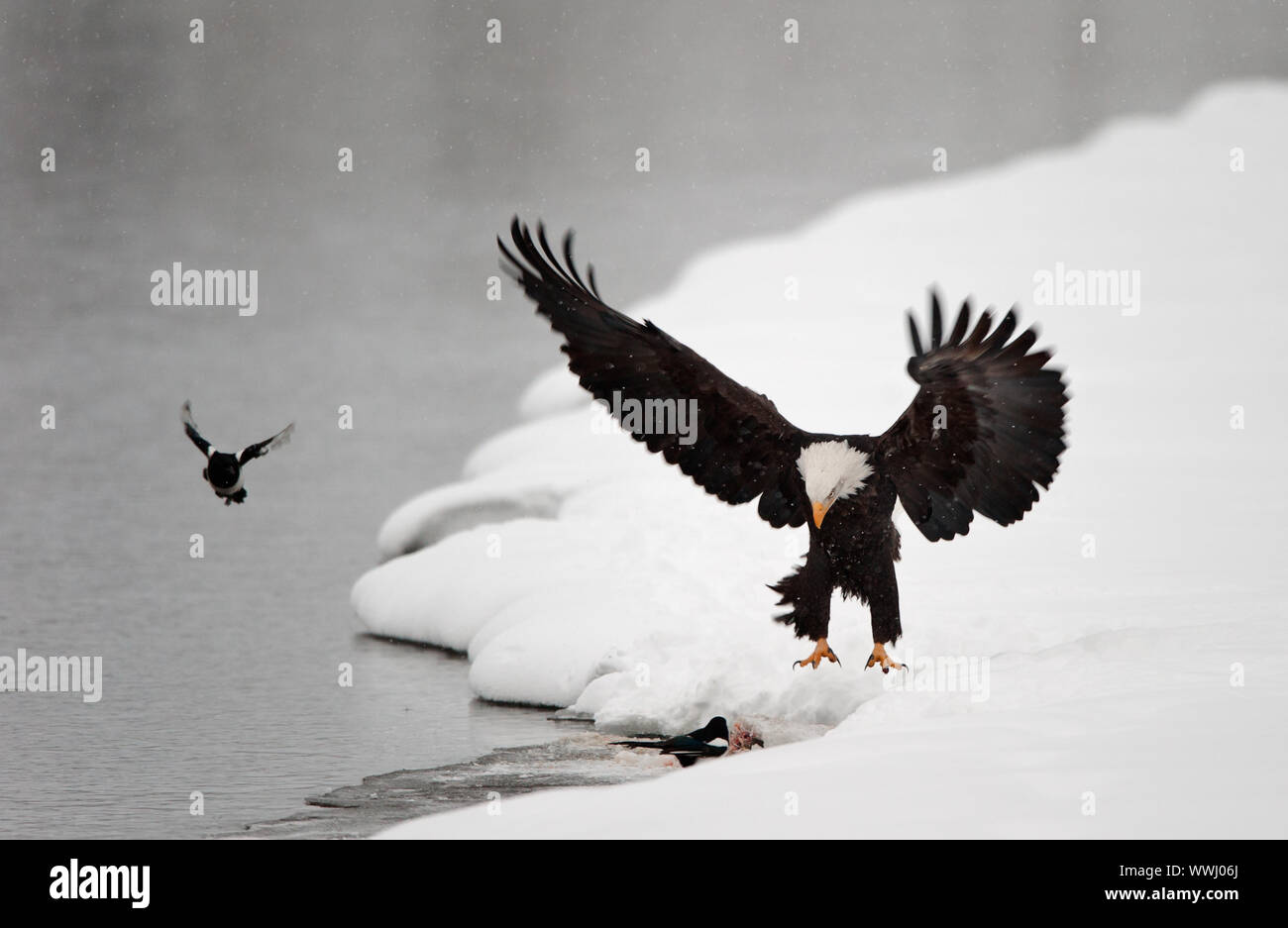 Bald Eagle Haliaeetus leucocephalus landed on snow with wings spread ...