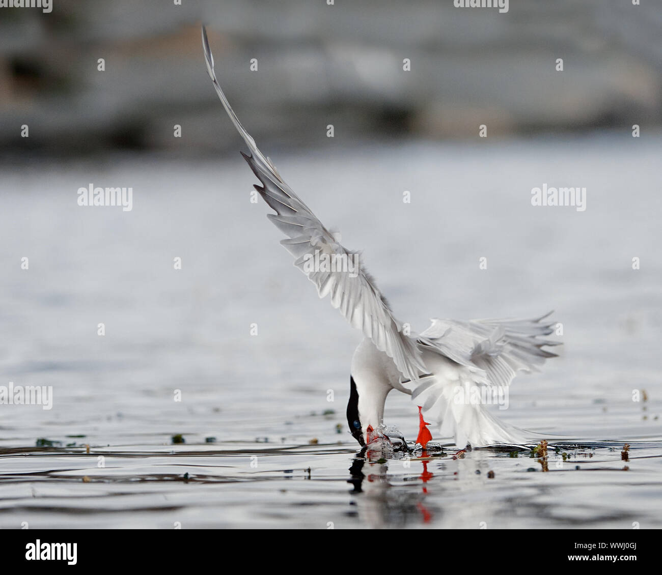 Common stern hi-res stock photography and images - Alamy