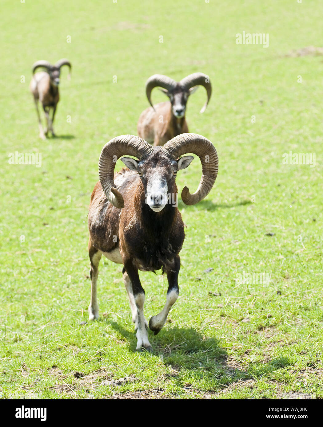 Mufflon ovis orientalis musimon hi-res stock photography and images - Alamy