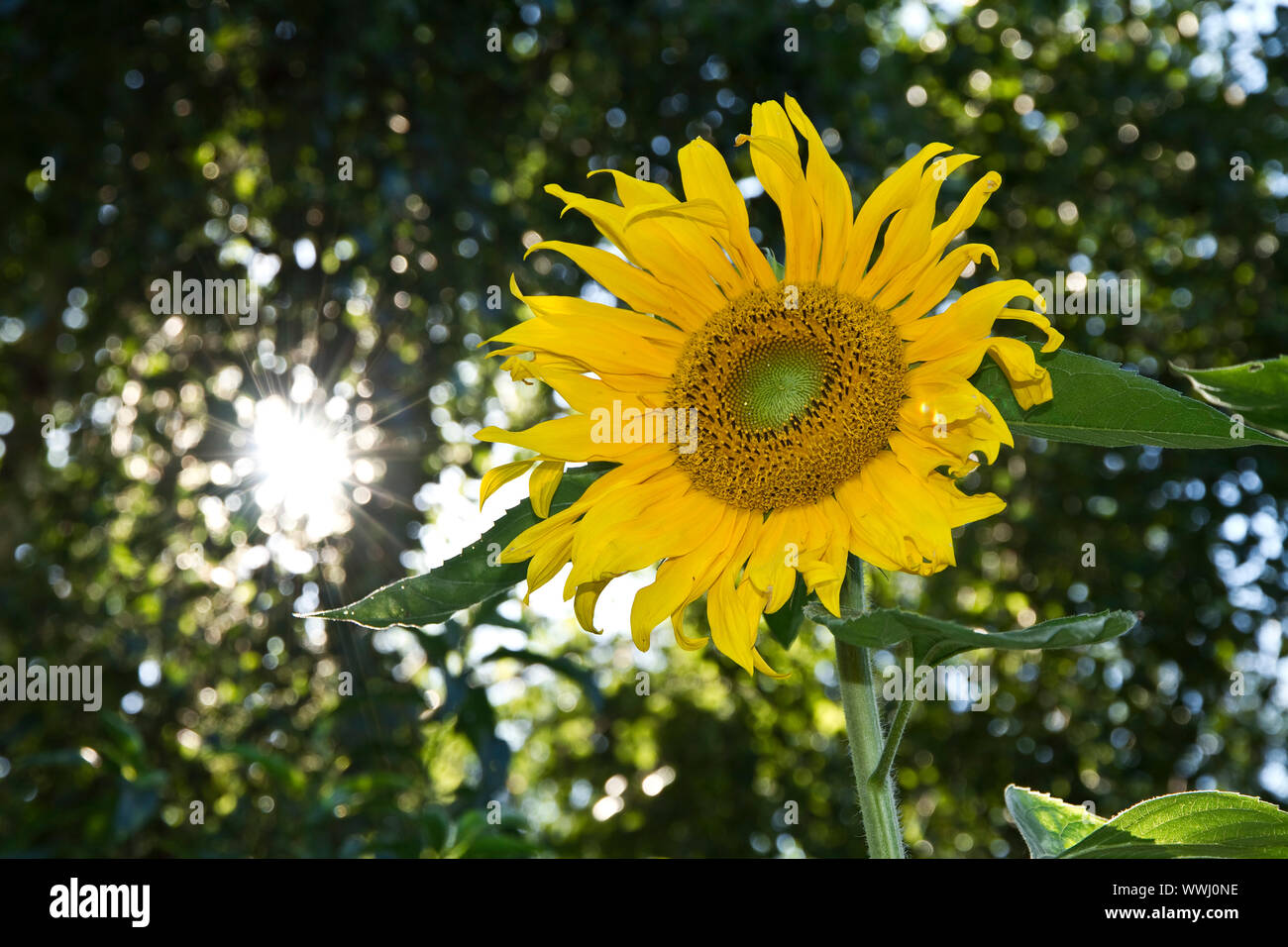 Sunflower growing on trees and sunlight background Stock Photo - Alamy