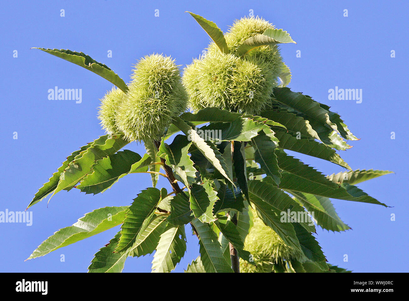 Chestnut hedgehog hi-res stock photography and images - Alamy