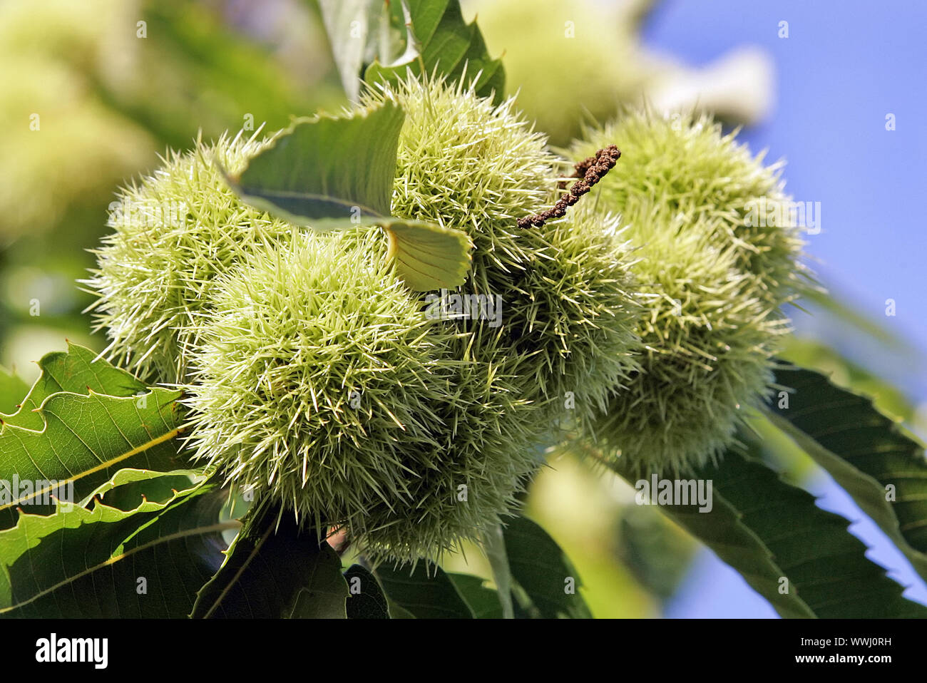 Chestnut hedgehog hi-res stock photography and images - Alamy