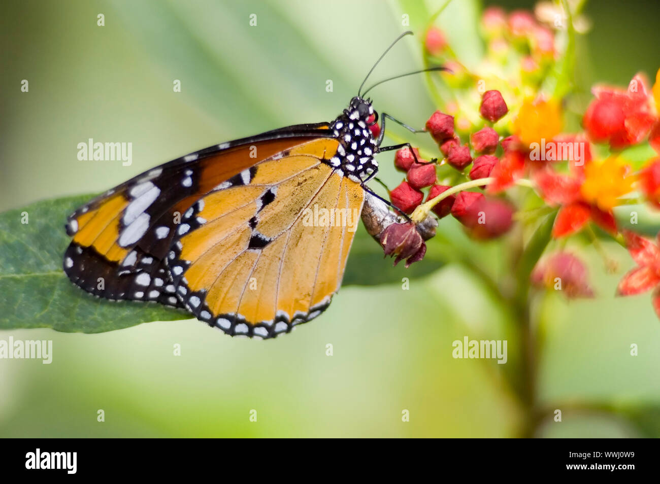 a butterfly eating nectar out of a flower Stock Photo - Alamy