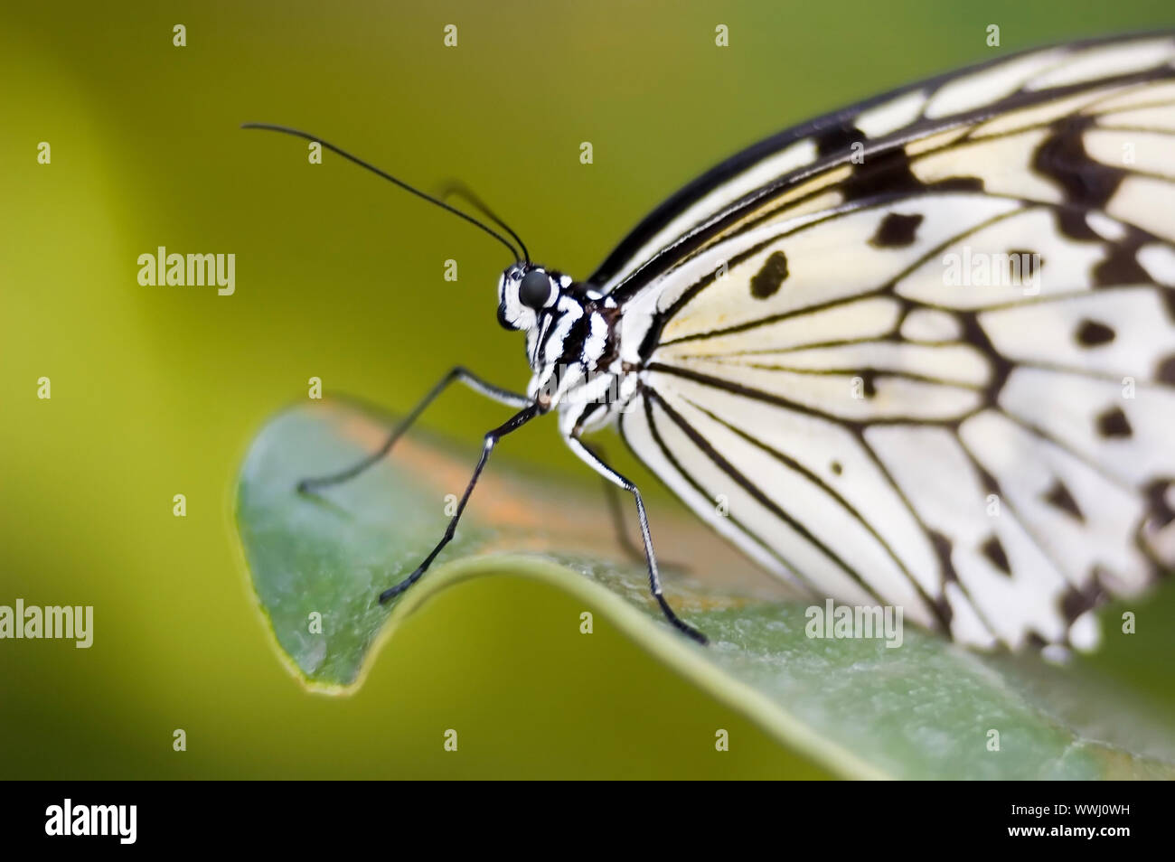 a butterfly eating nectar out of a flower Stock Photo - Alamy