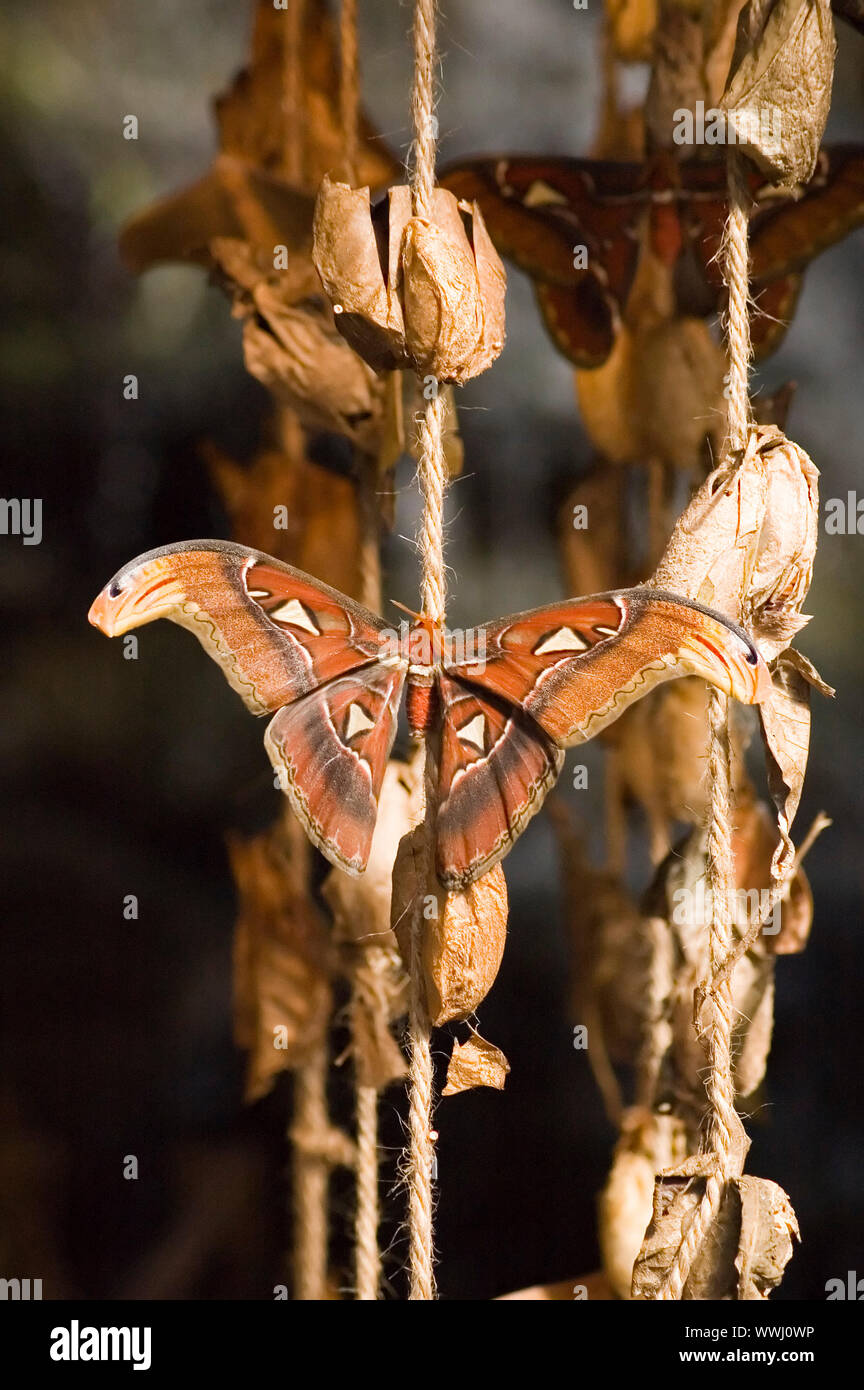 a butterfly eating nectar out of a flower Stock Photo - Alamy