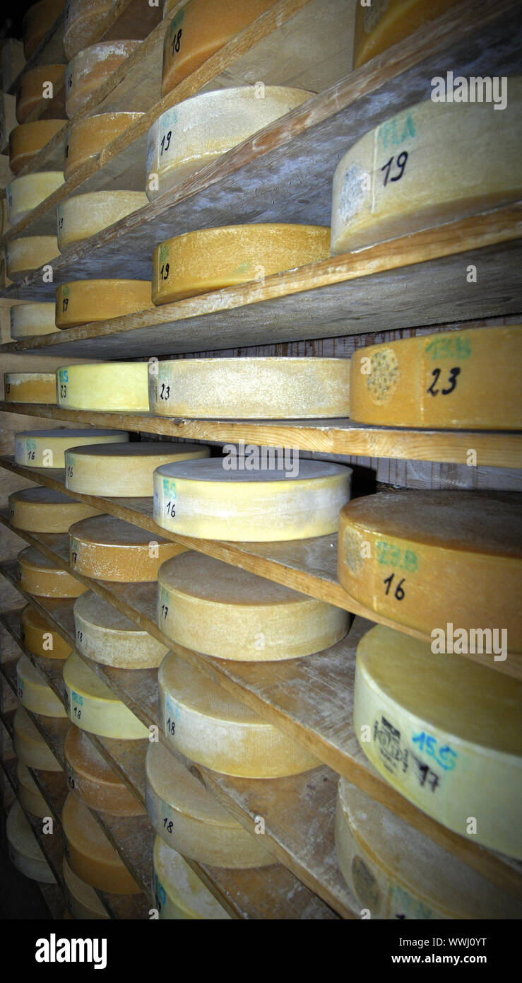 Round Swiss alp cheese in the attic of a cheese dairy Stock Photo - Alamy