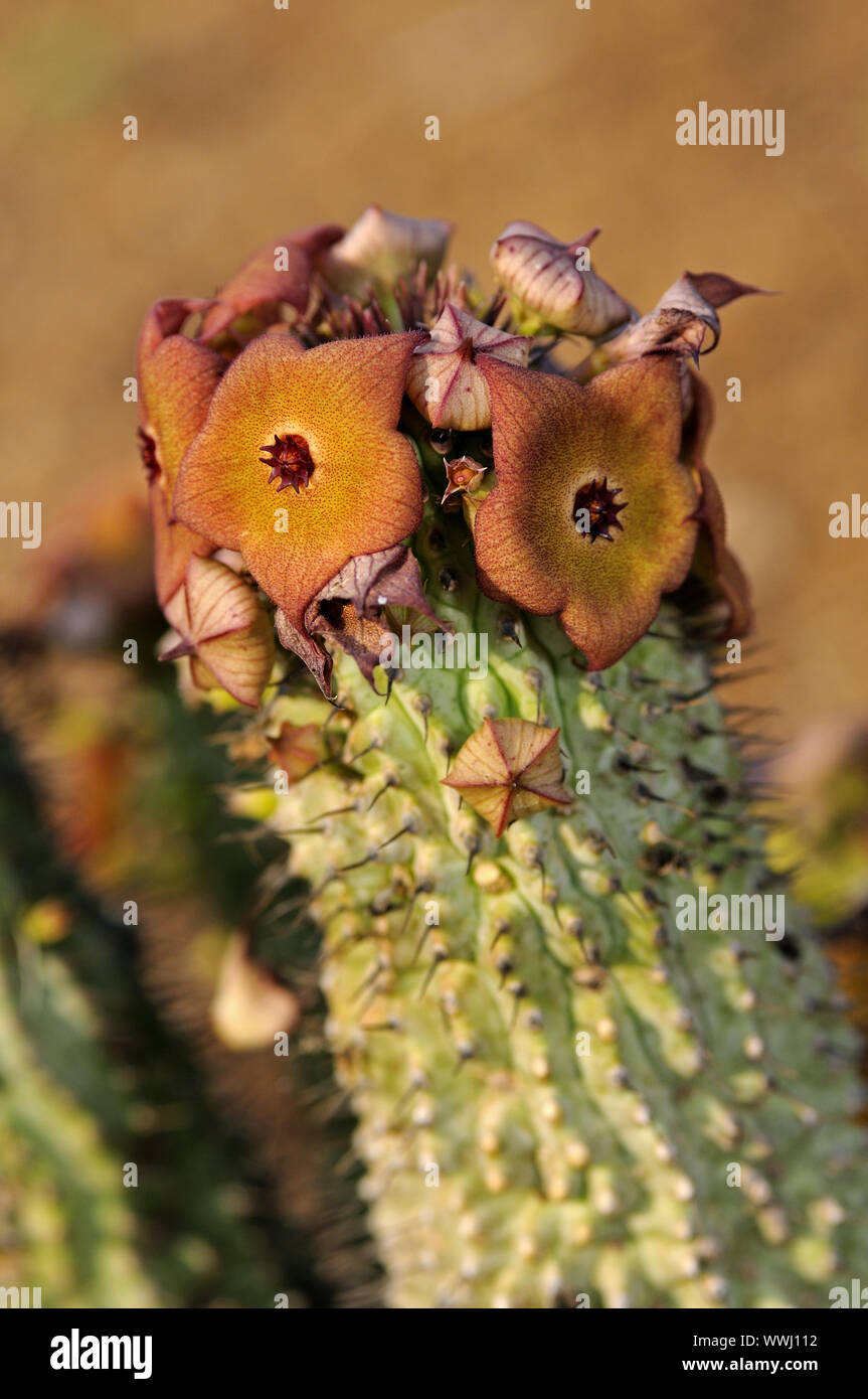 Hoodia gordonii hi-res stock photography and images - Alamy