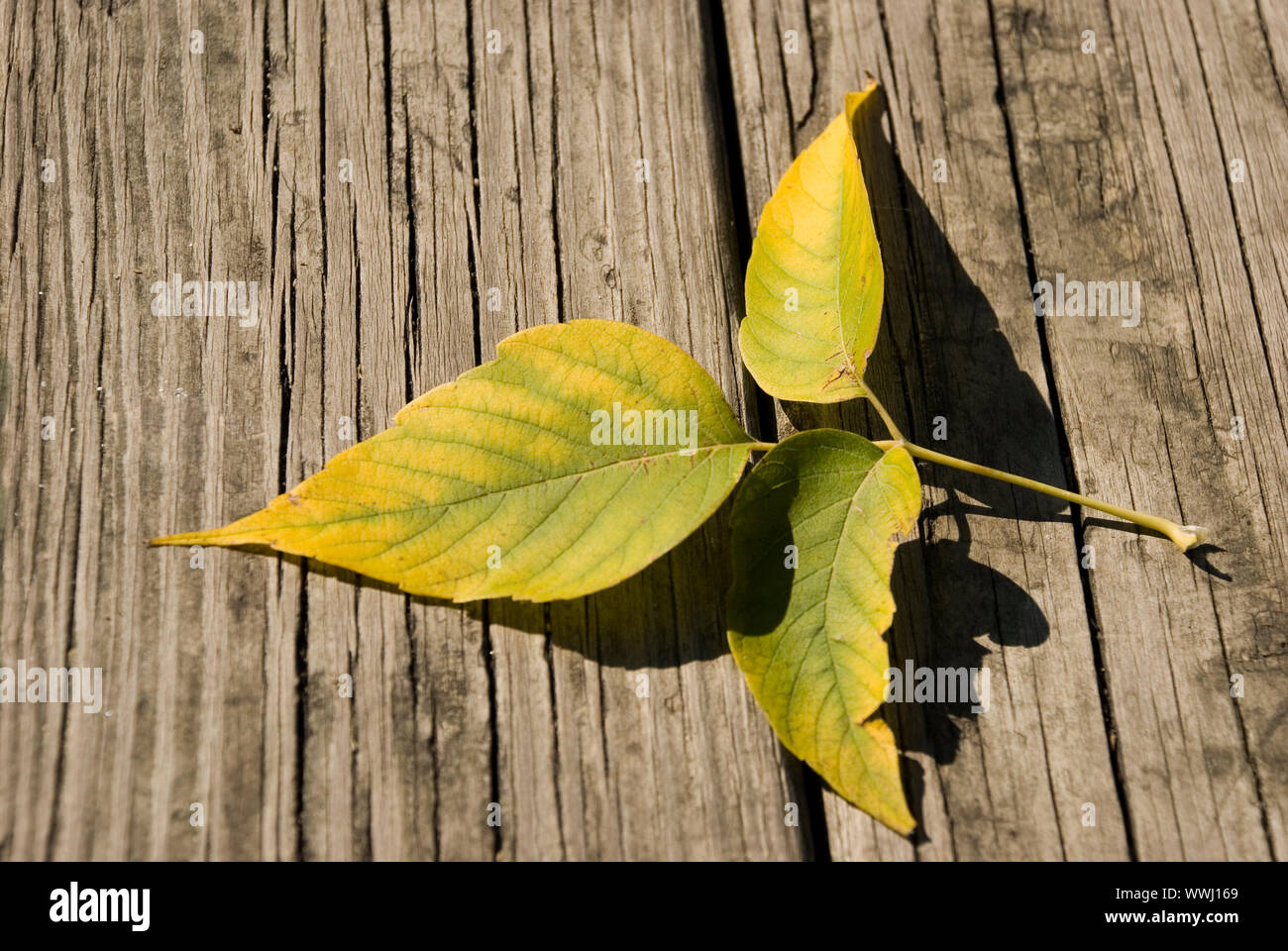 Dead leaves fallen of a tree on a wood deck Stock Photo - Alamy