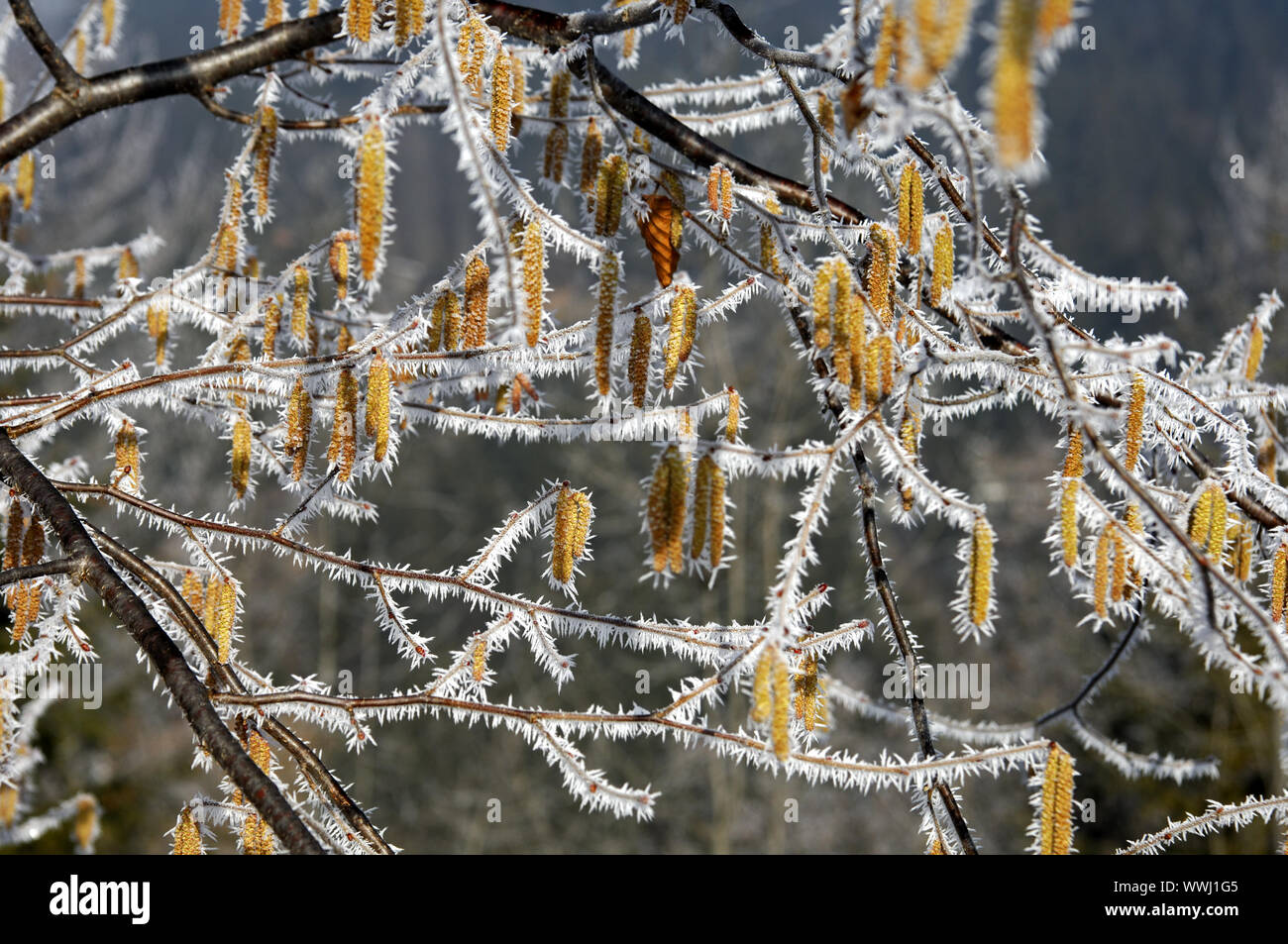 Night tree photos hi-res stock photography and images - Alamy