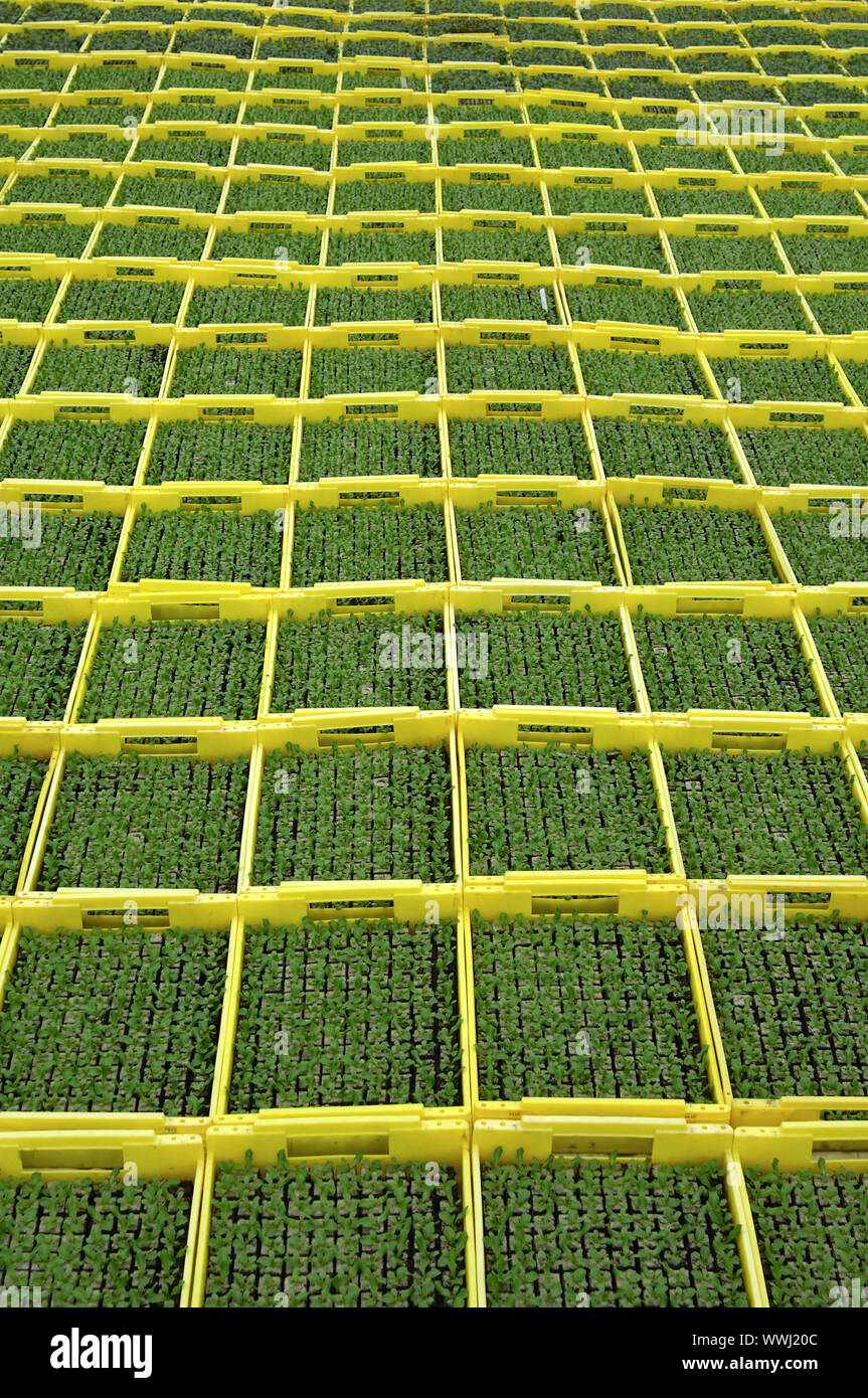 Seedlings boxes hi-res stock photography and images - Alamy