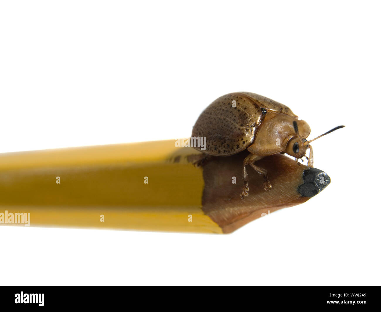 Bug on a pencil Stock Photo - Alamy