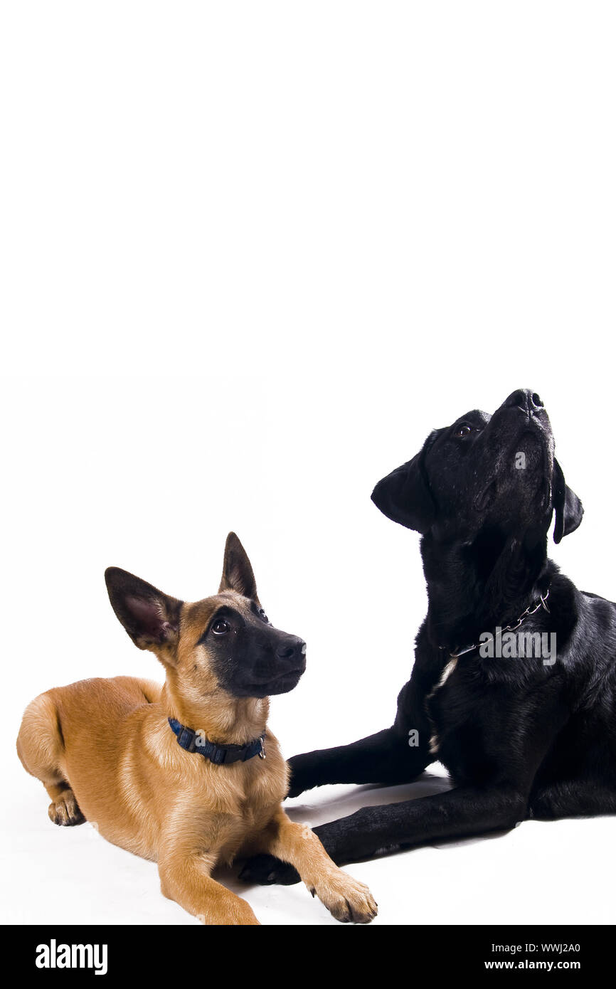 Malinois and Labradormix on white background Stock Photo - Alamy